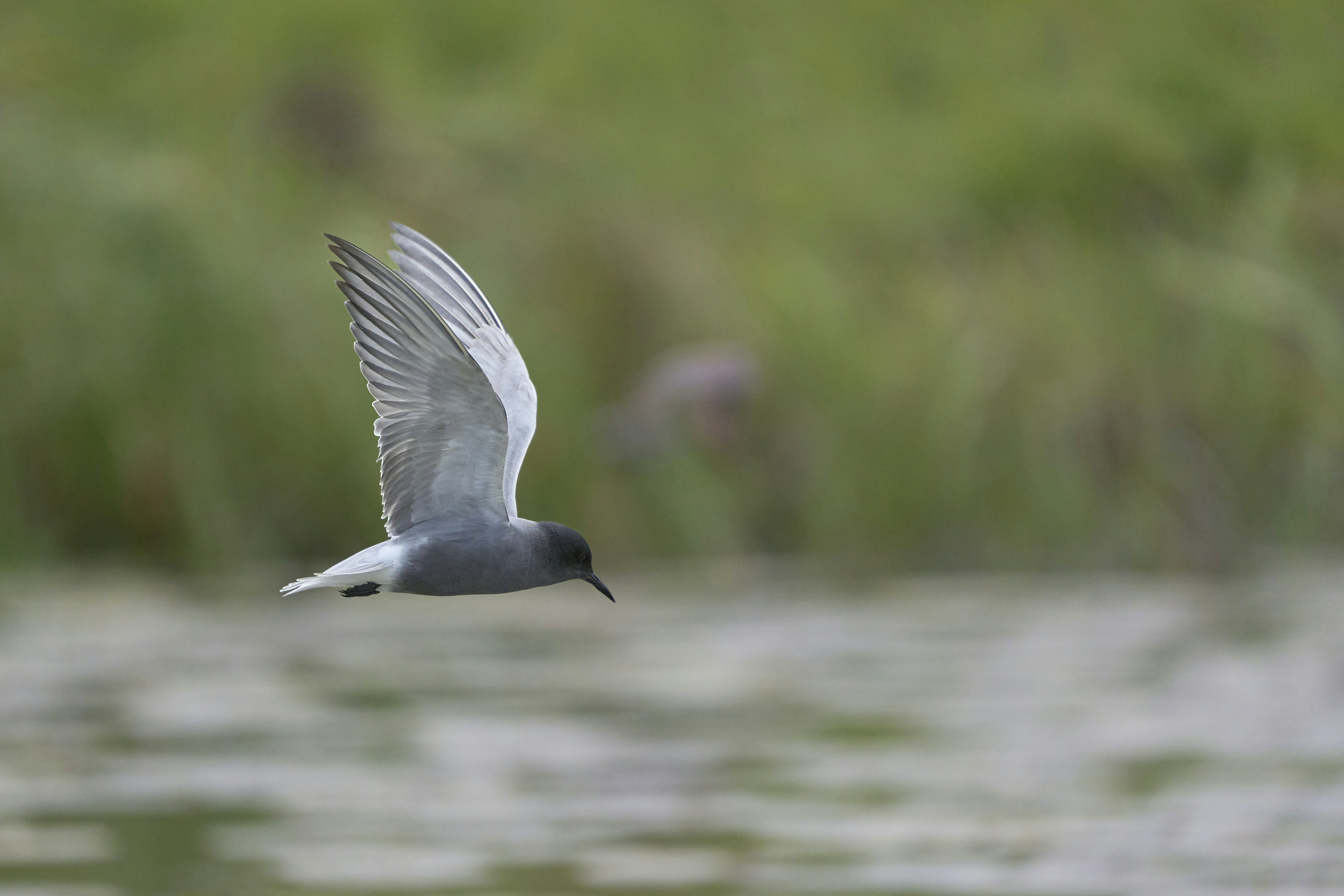 A small bird in mid-flight above a shimmering body of water, showcasing its delicate wings against a blurred green background.
