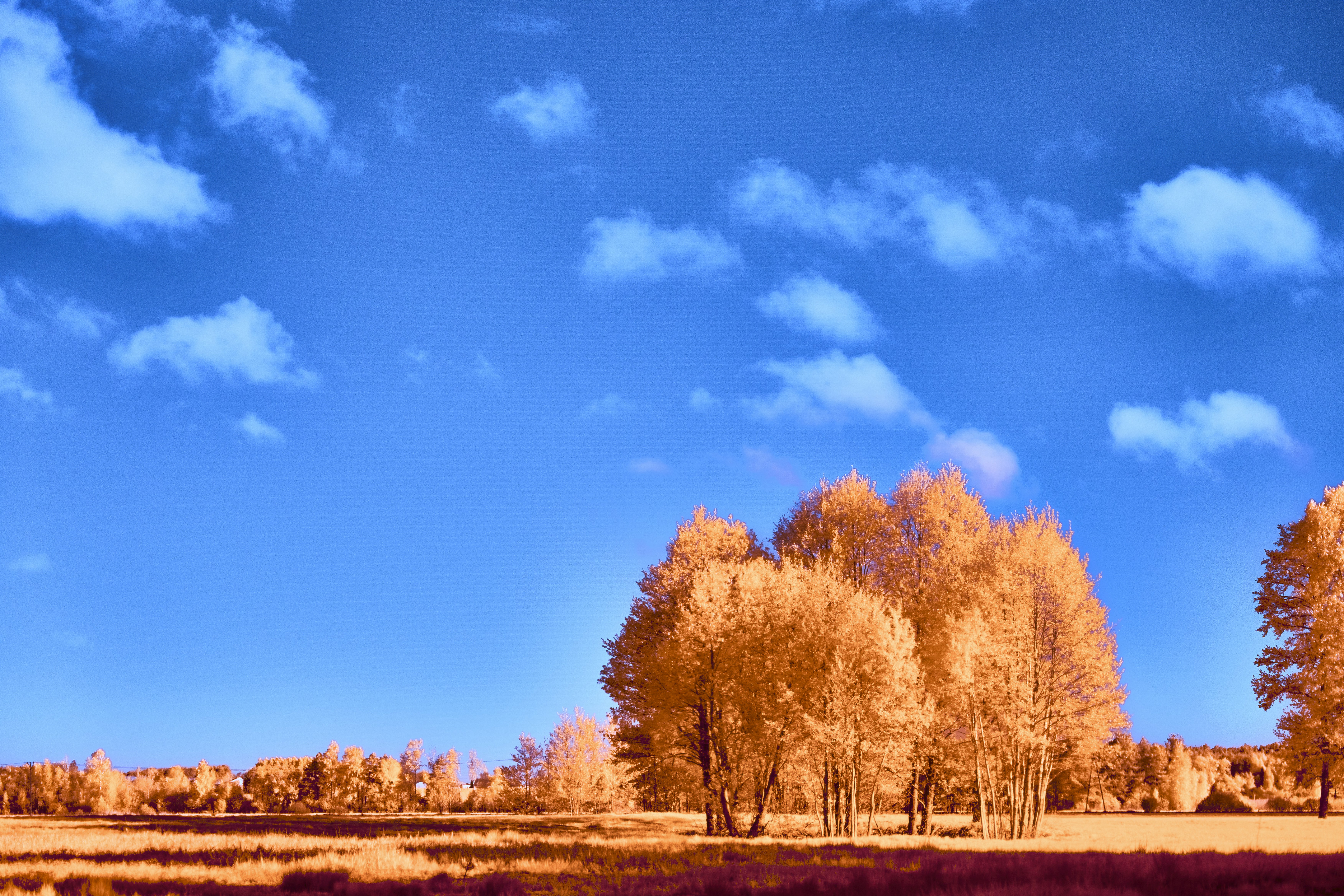 Orange trees under a bright blue sky with clouds