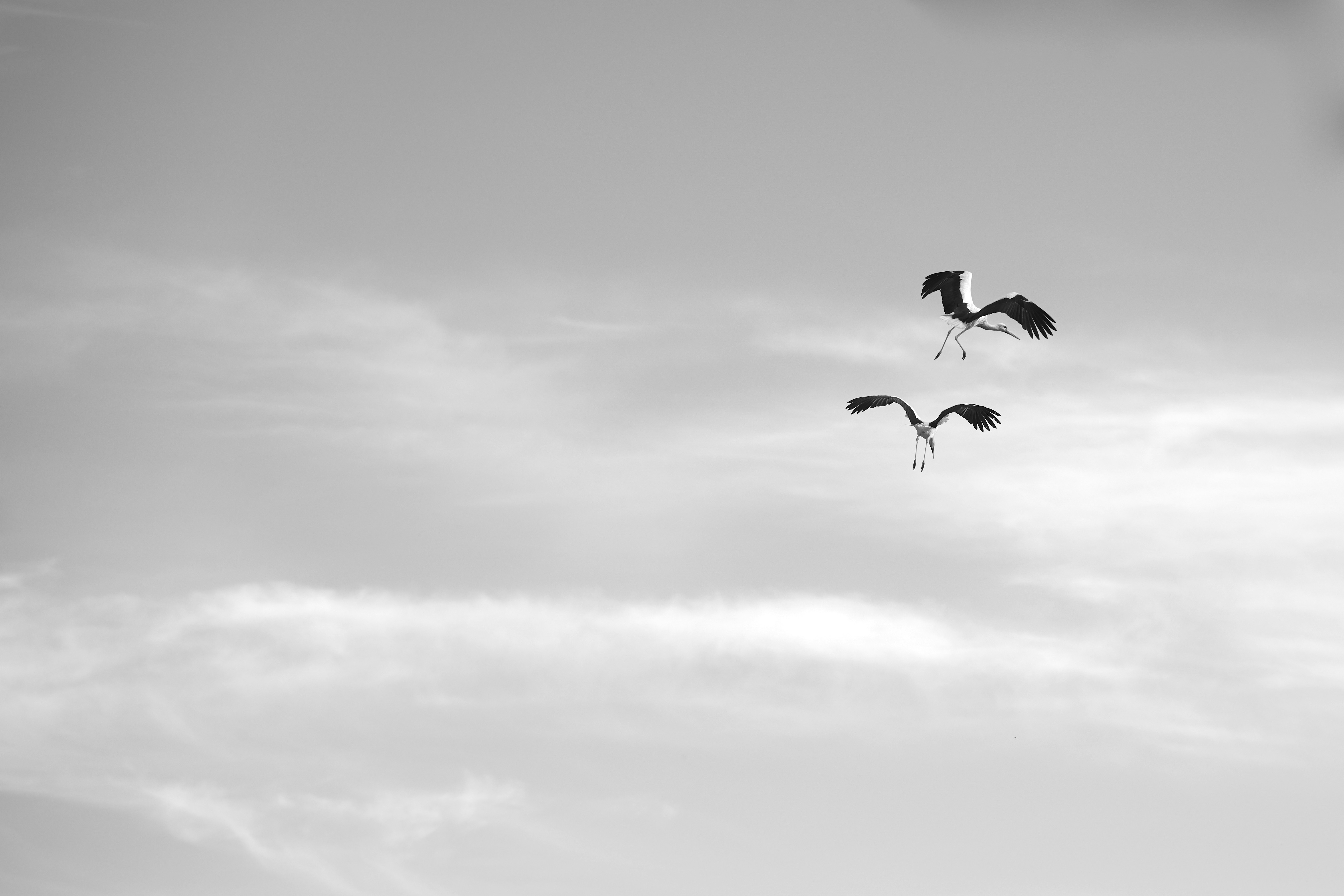 During a photography trip in Poland, we passed a meadow with storks. After taking a few shots, I decided to take some infrared photos of the landscape. When the storks took off, I suspected that they would fly right through a gap between a few trees, which they did, but right in the gap, two of the storks got into a fight in the air, which I was able to capture. This is how the IR photos came about, which I developed in black and white, this is the photo direkt after the one bird attack the other and went of | Two birds flying in a cloudy sky