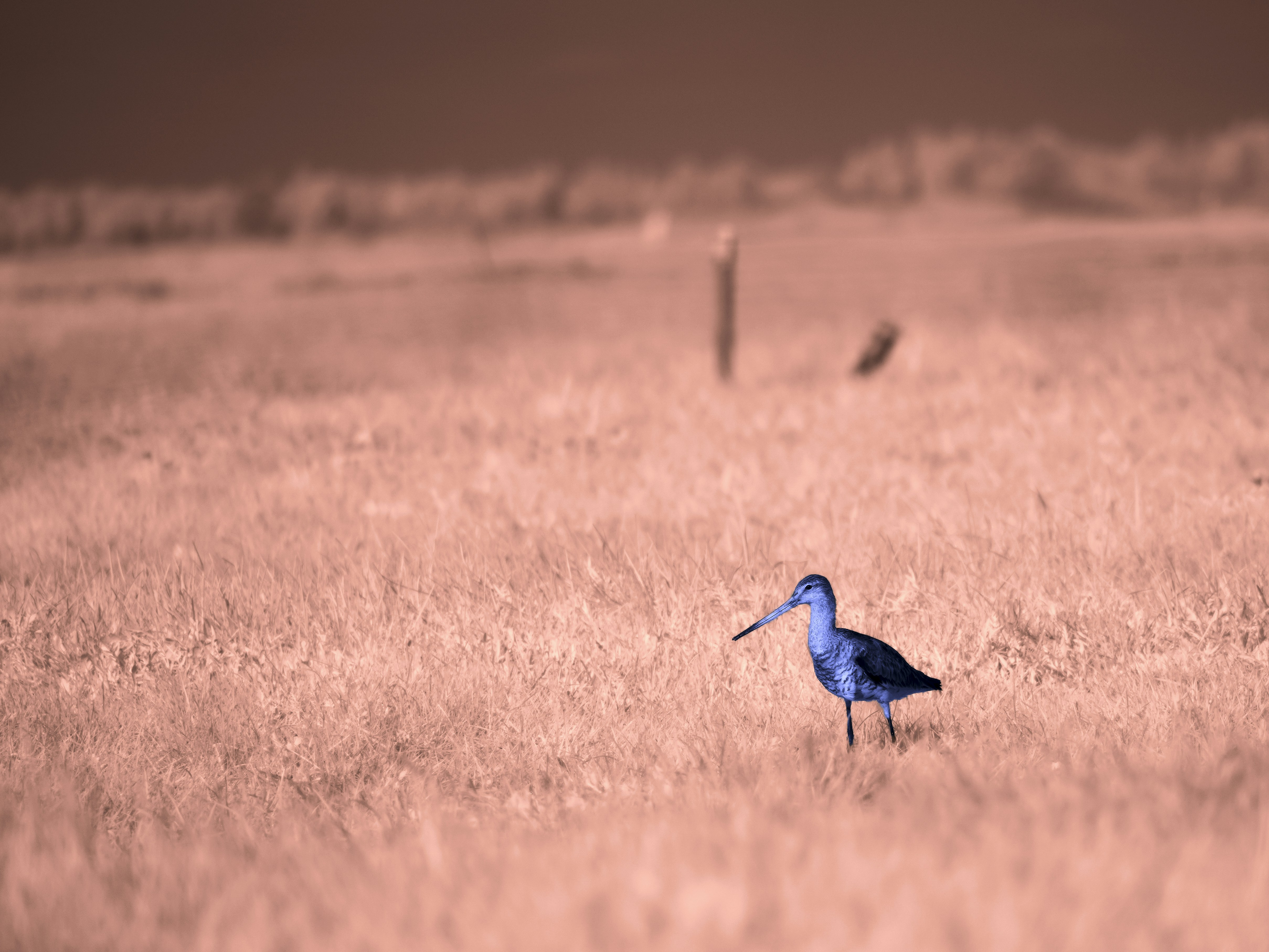 A solitary blue bird stands gracefully in a sunlit, golden field, showcasing its vibrant color against the muted background.