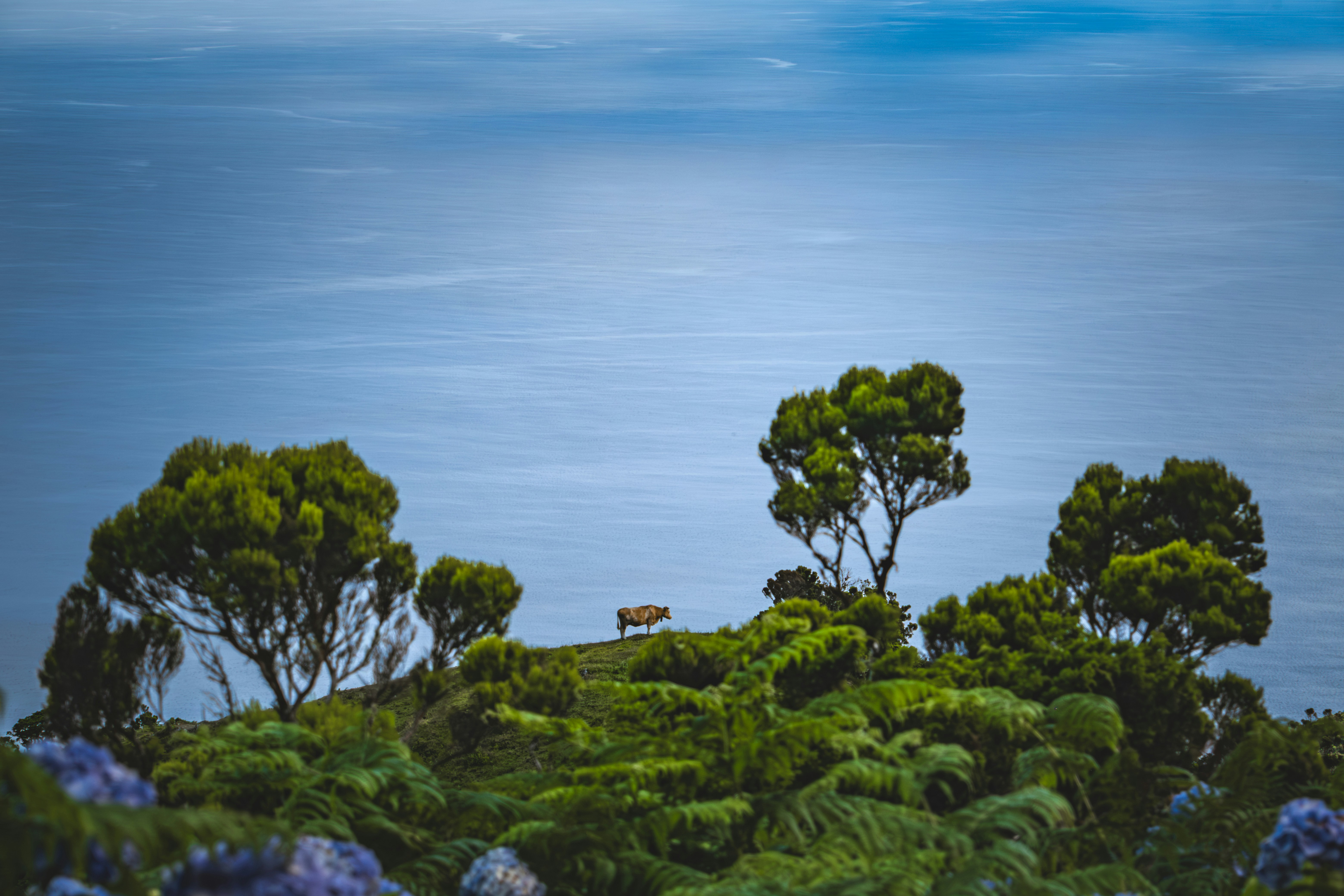 Solitary Sentinel on the Horizon