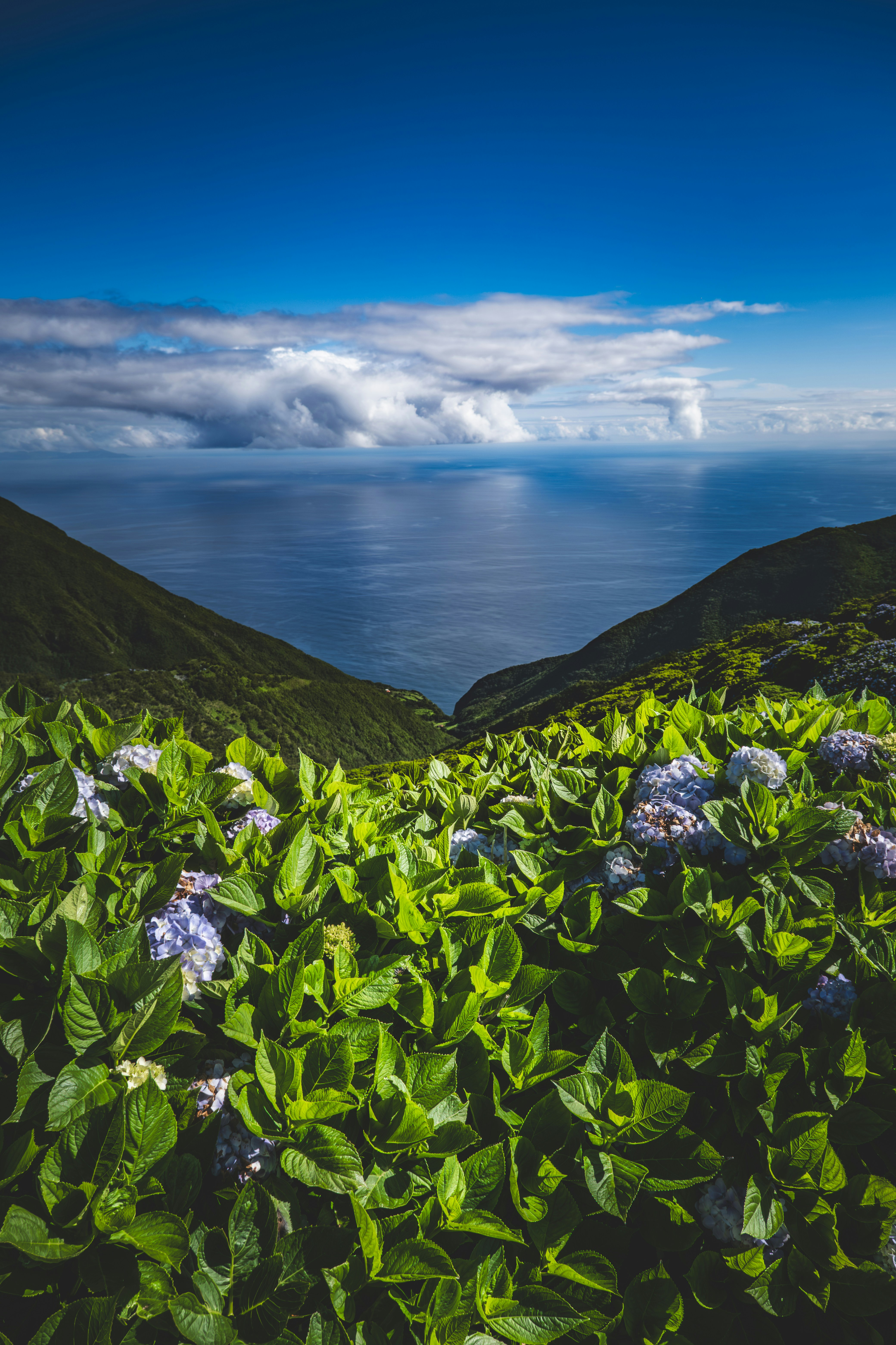 Verdant Overlook: Nature's Canvas