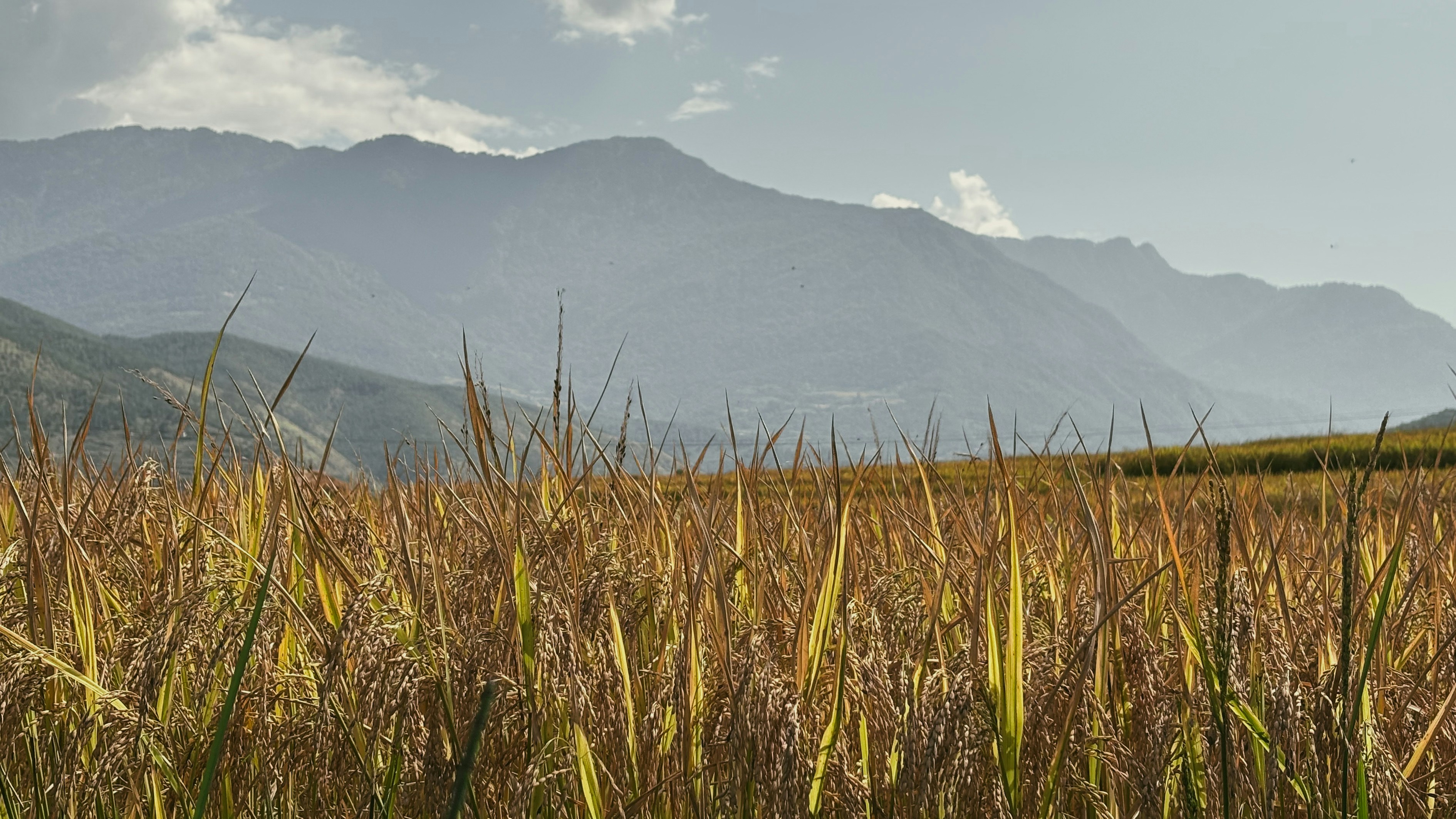 Golden rice fields sway beneath the soft Punakha sunlight, set against misty Himalayan ridges that rise in tranquil layers beyond the fertile valley.
