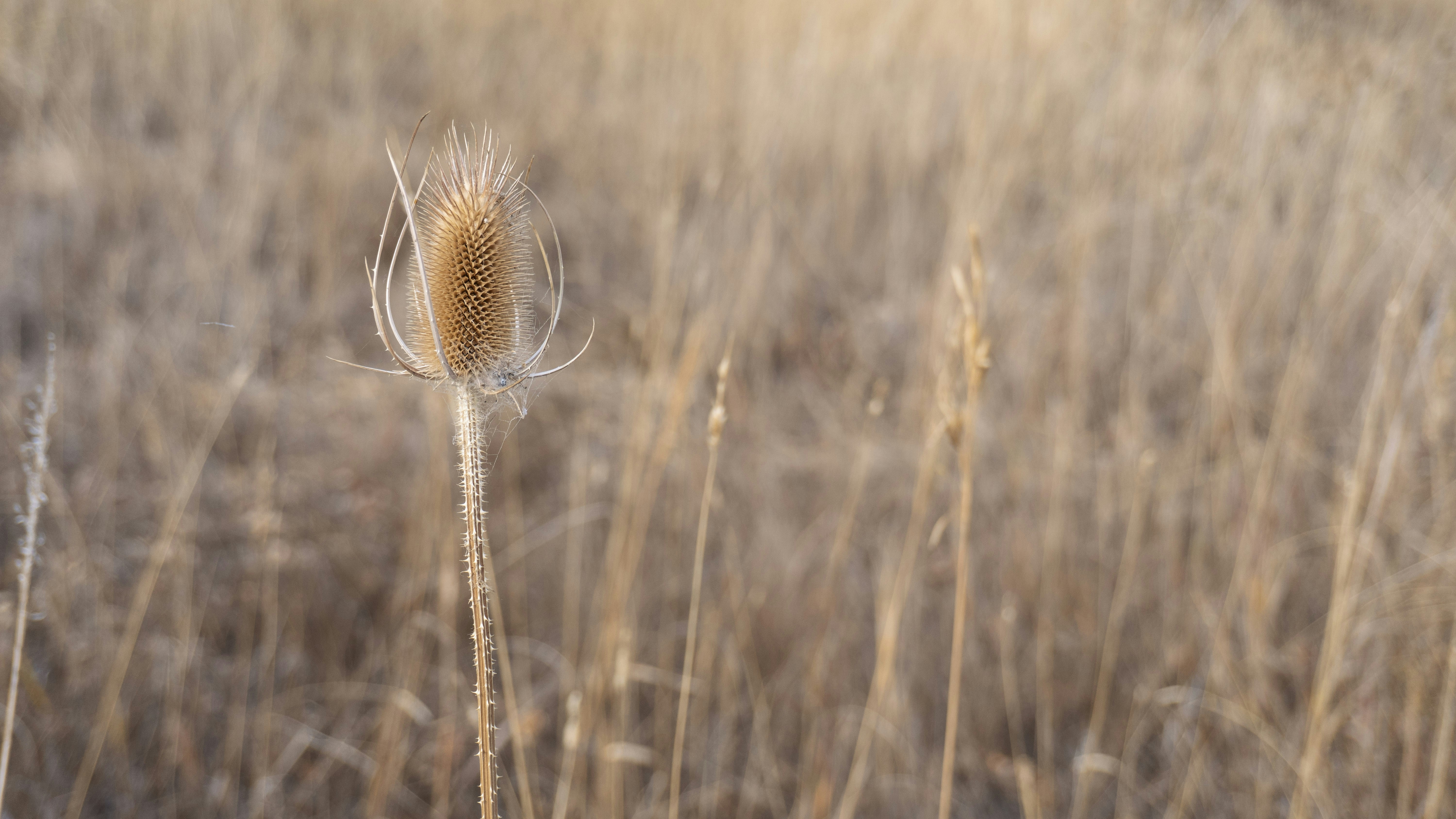 Whispers of the Prairie: Nature's Resilient Sculpture