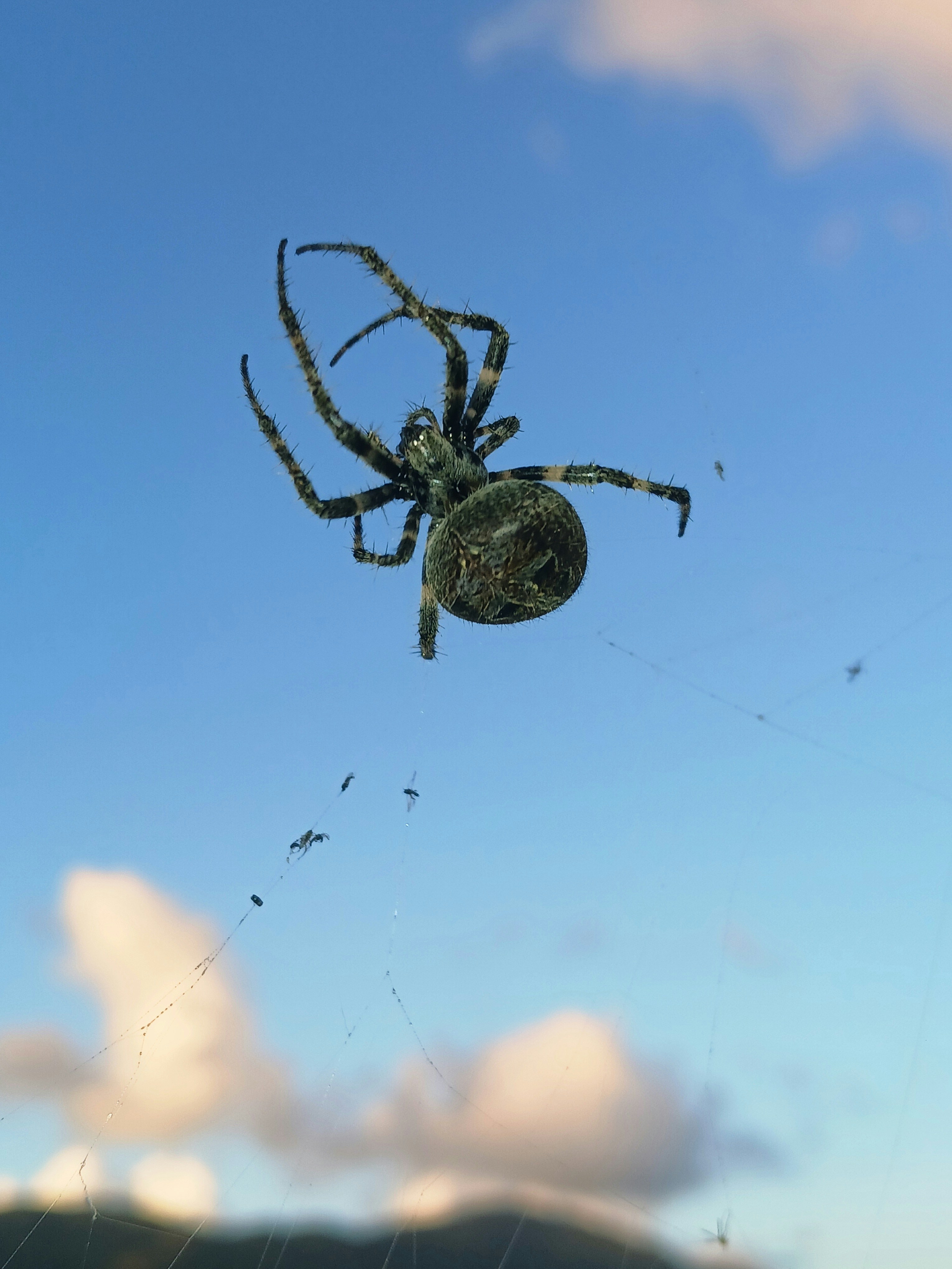 A spider hangs on a web against a blue sky.