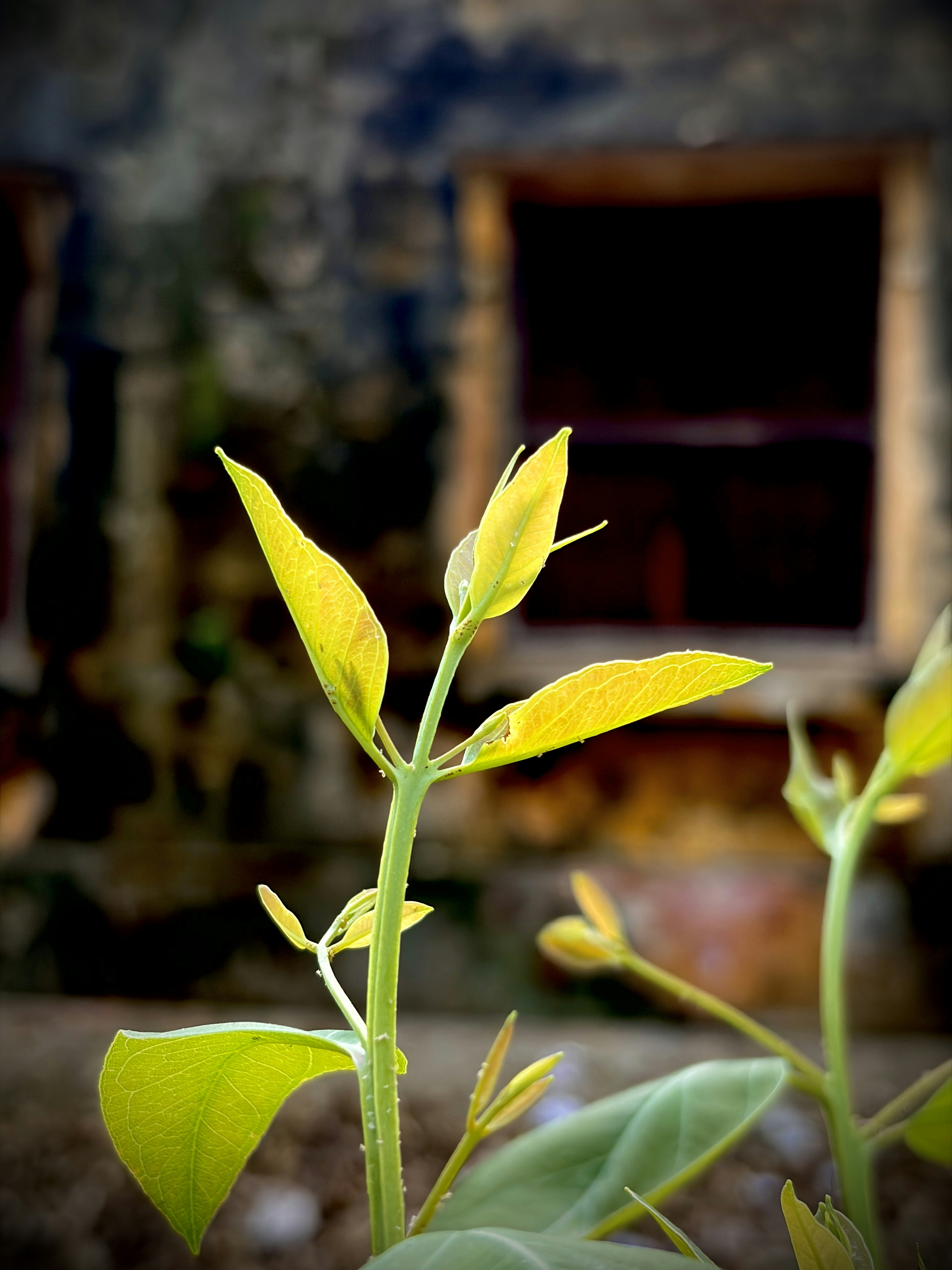 Young plant with bright green leaves grows.