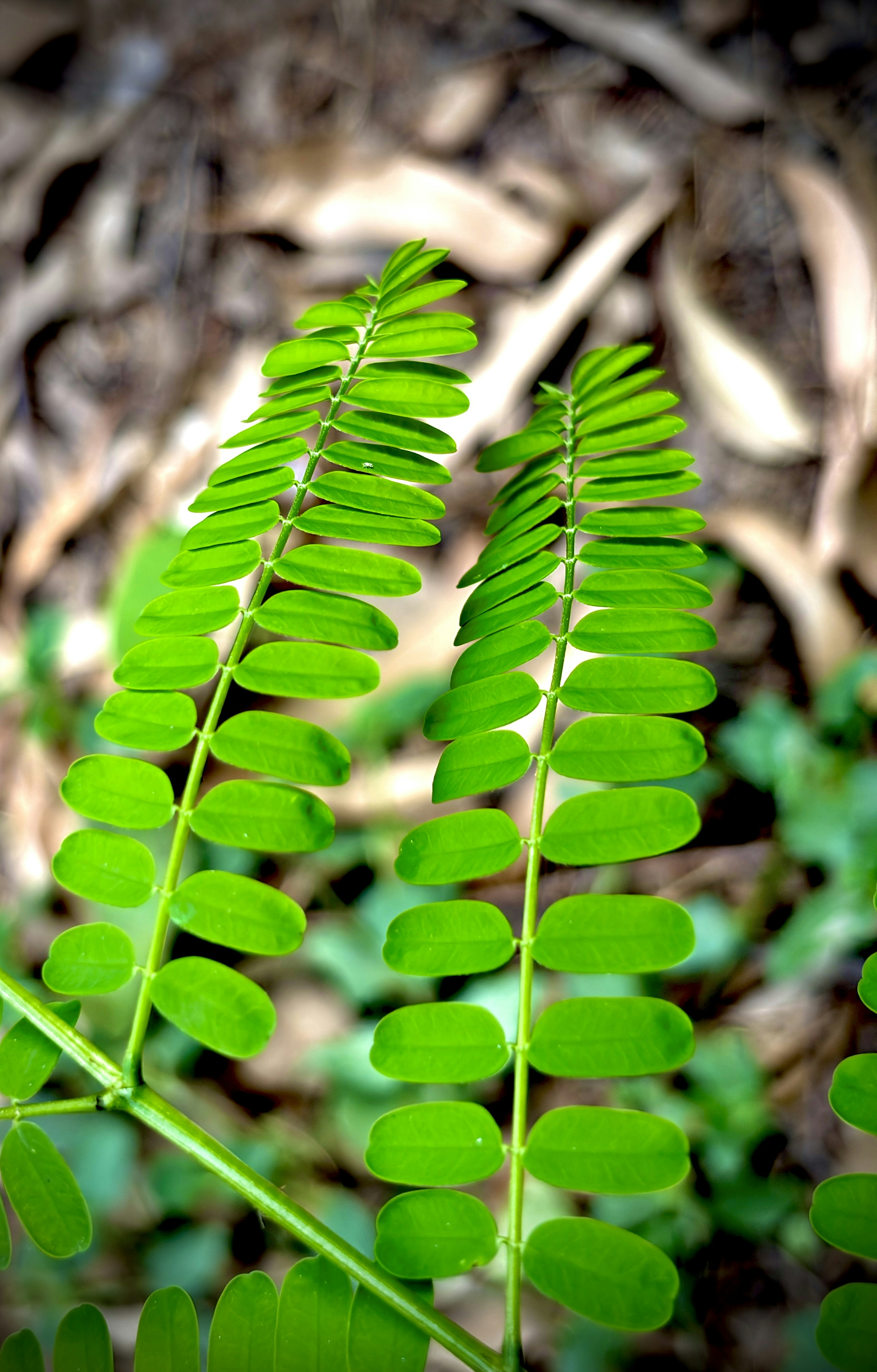 Two bright green fern fronds against blurred background.
