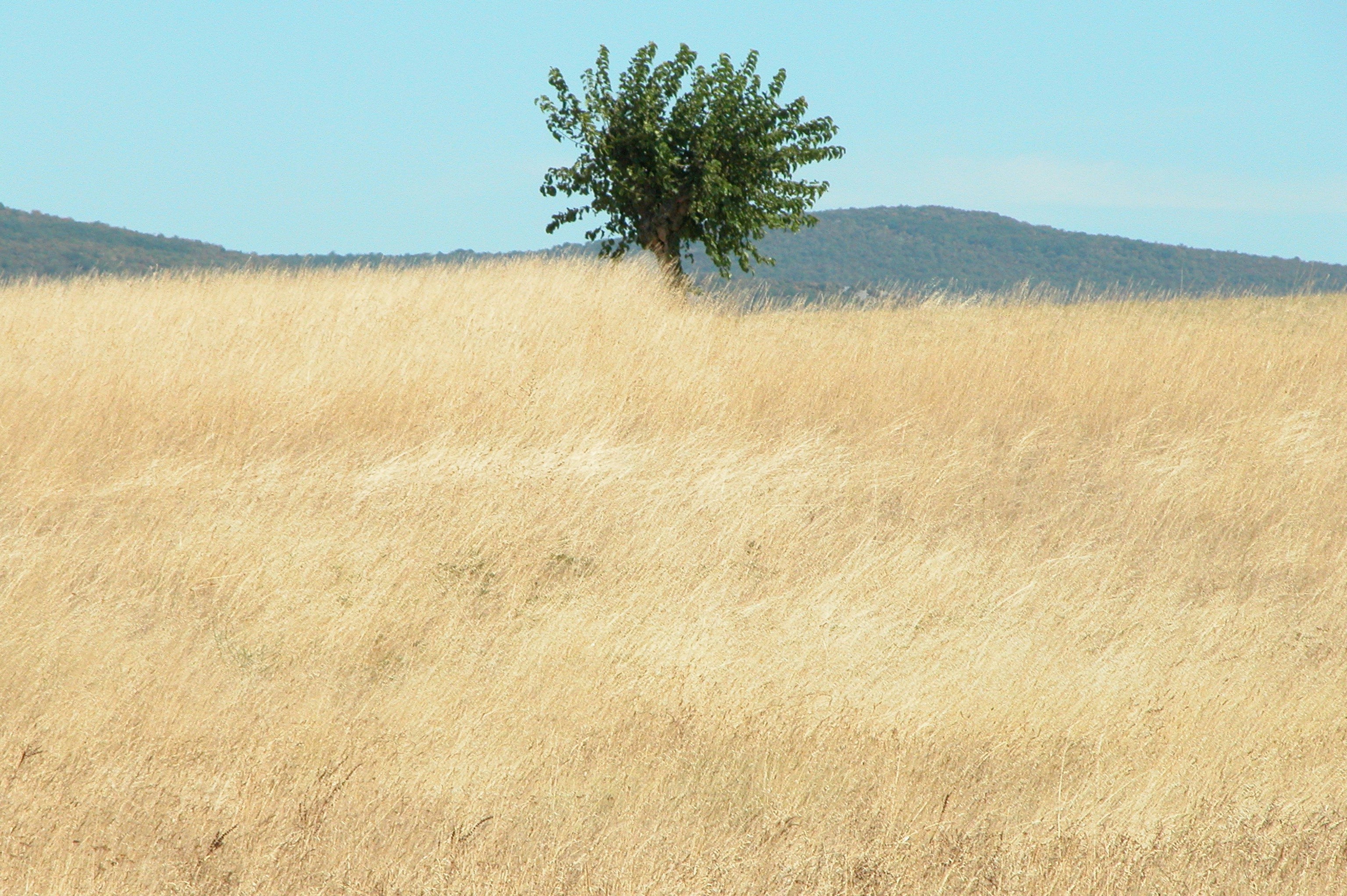 Mûrier, arbre dans un champ | A solitary tree stands in a dry, golden field.