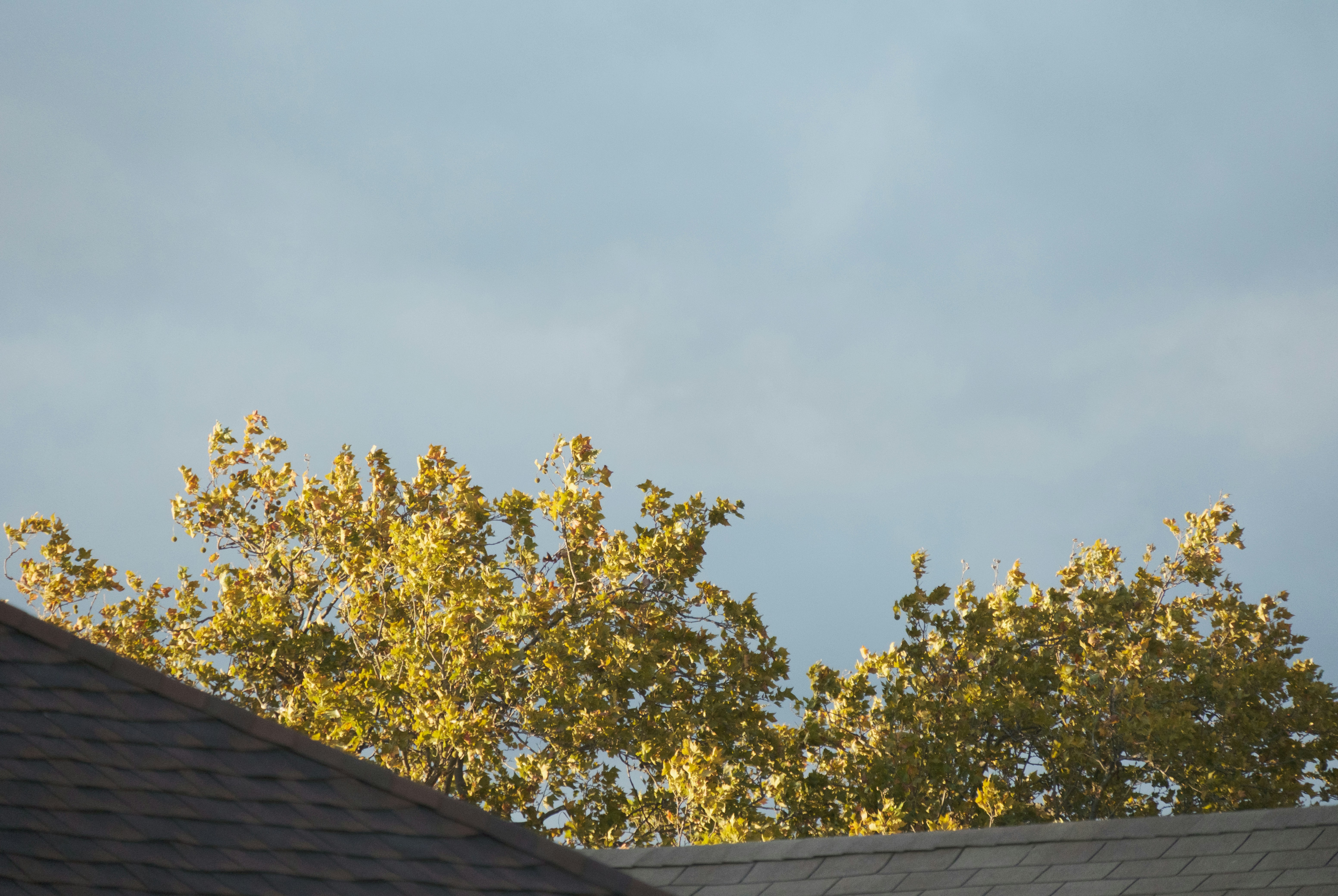Golden Canopy Against a Gloomy Sky