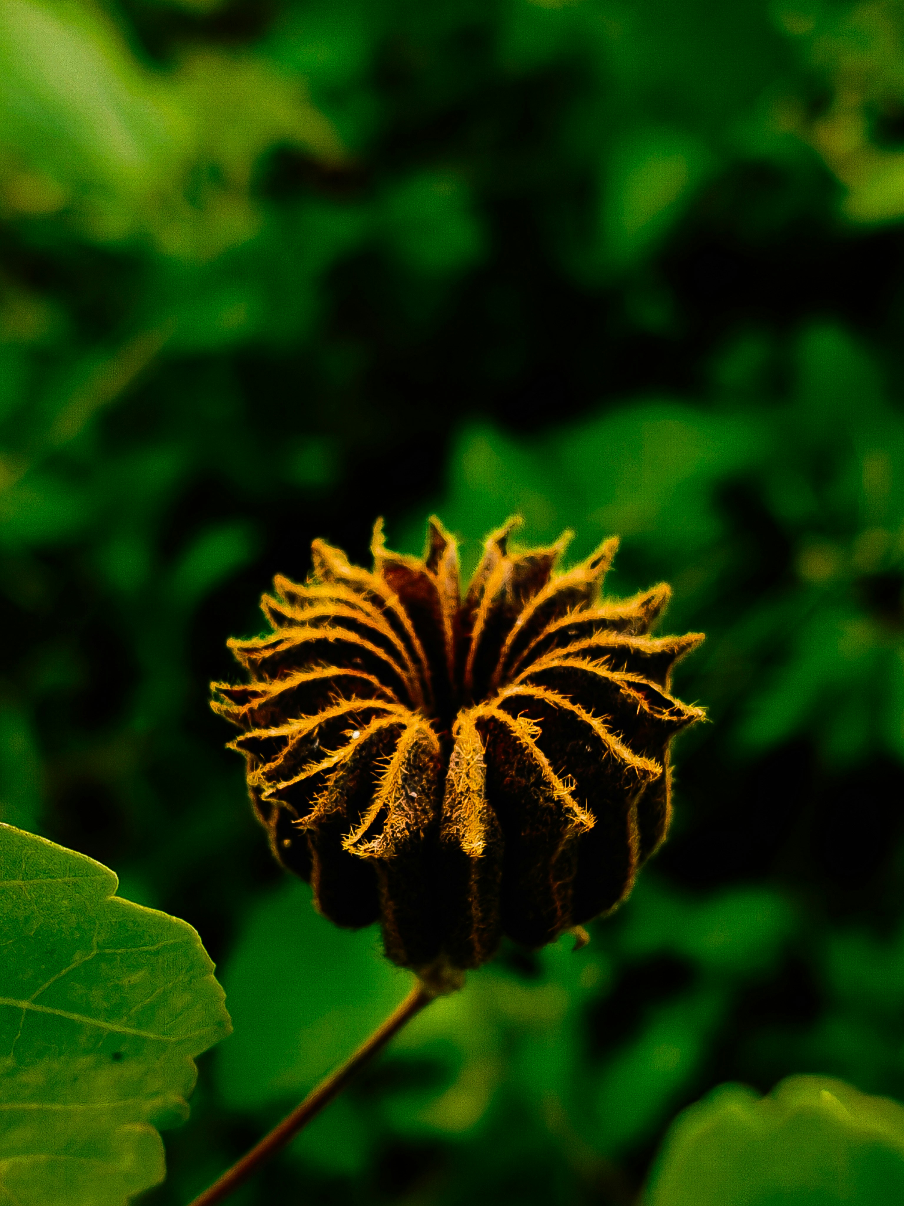 A close-up of a dried flower bud with green foliage.