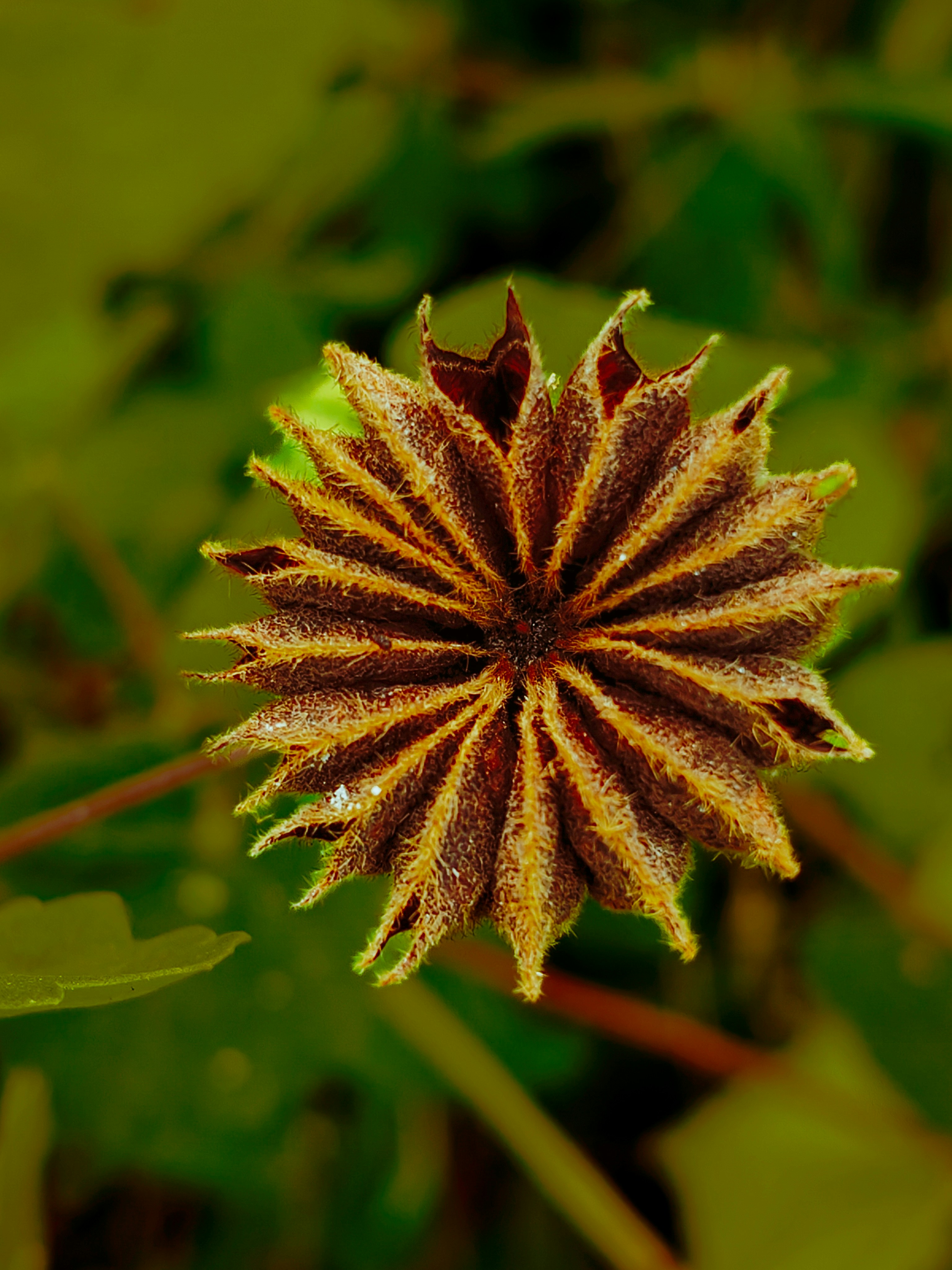 Forest flower | A close-up of a dried flower bud with spiky petals.
