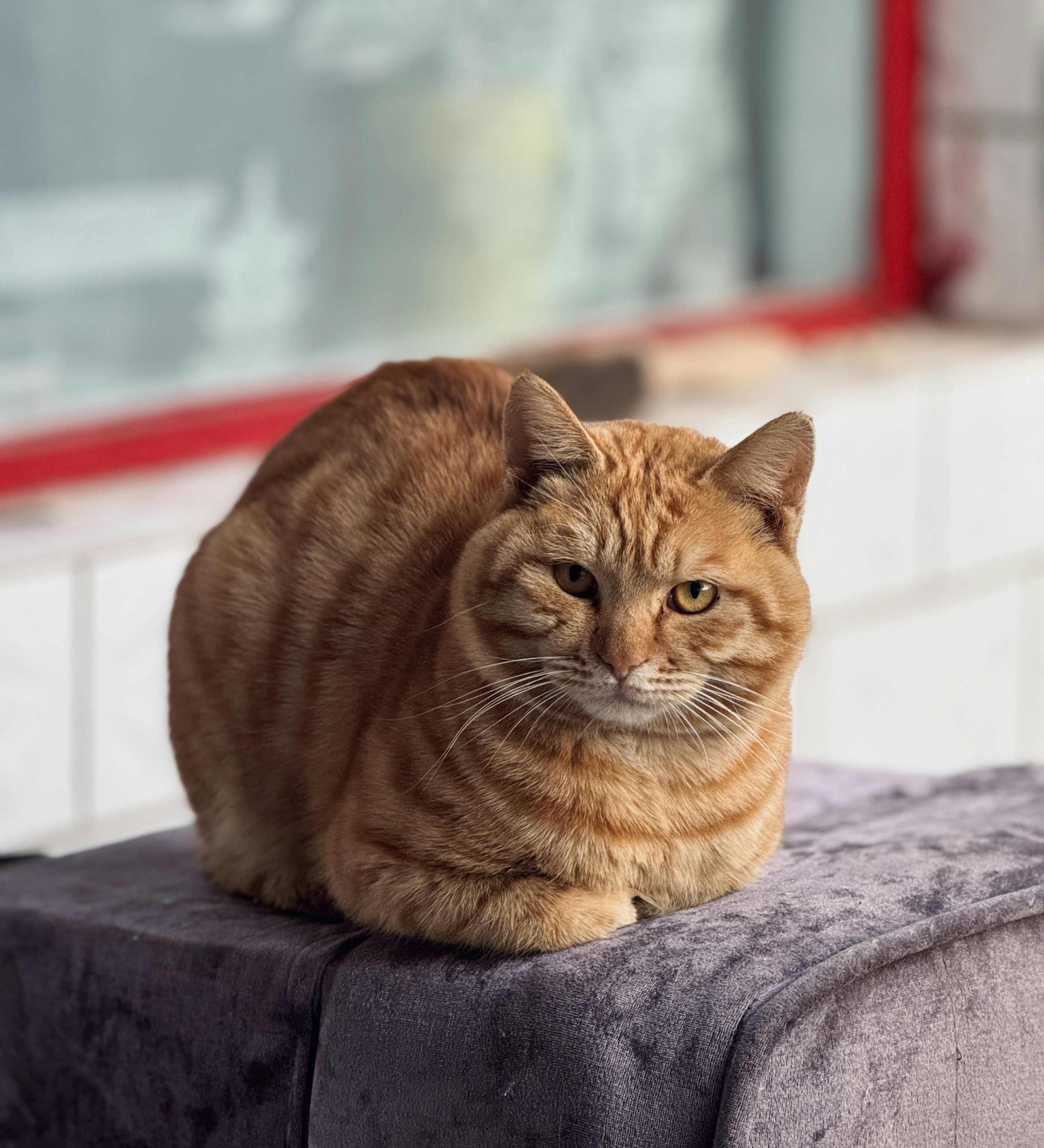 The Purring Sentinel: A Feline's Quiet Watch