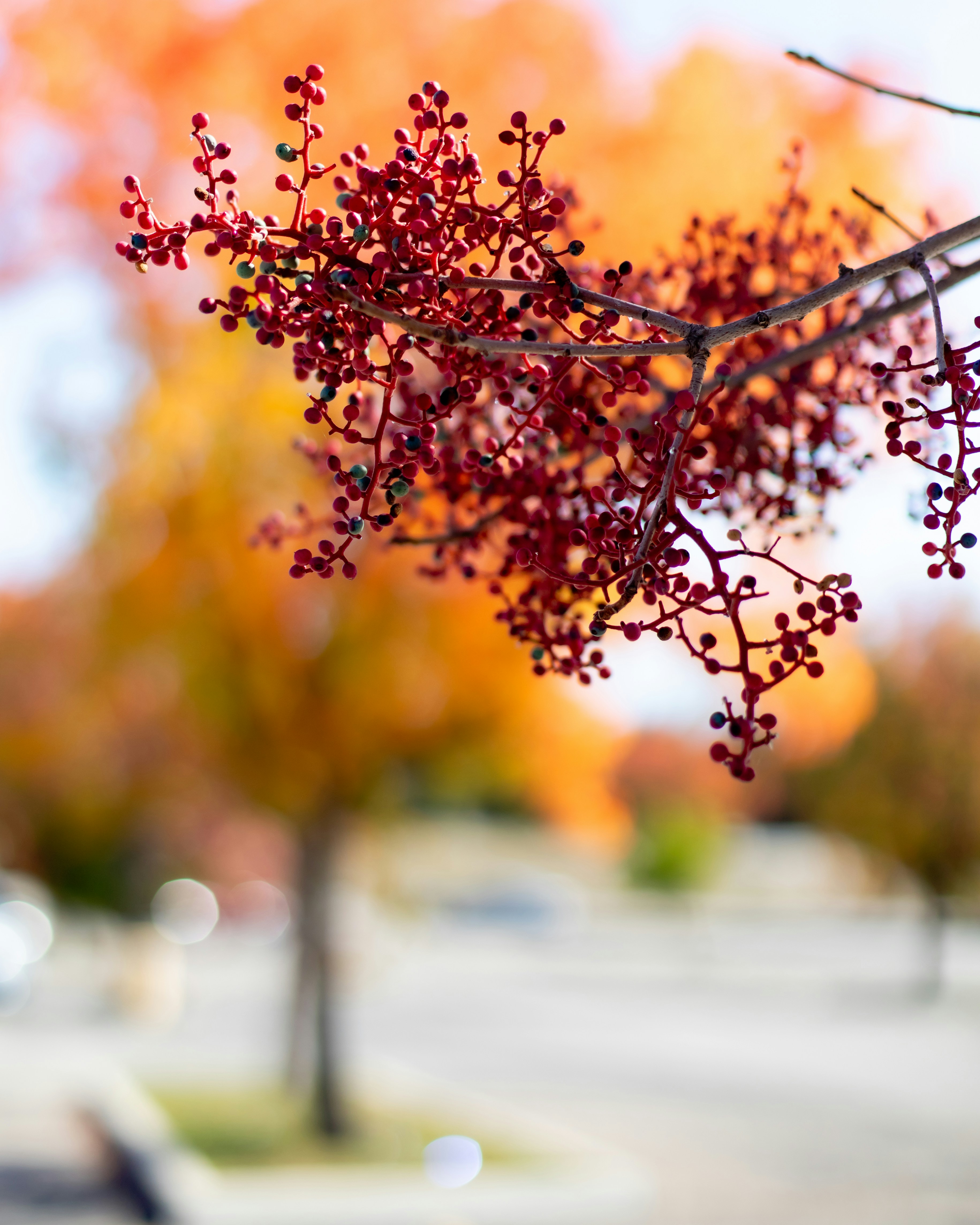 Vibrant red berries on a branch against a backdrop of colorful autumn foliage.