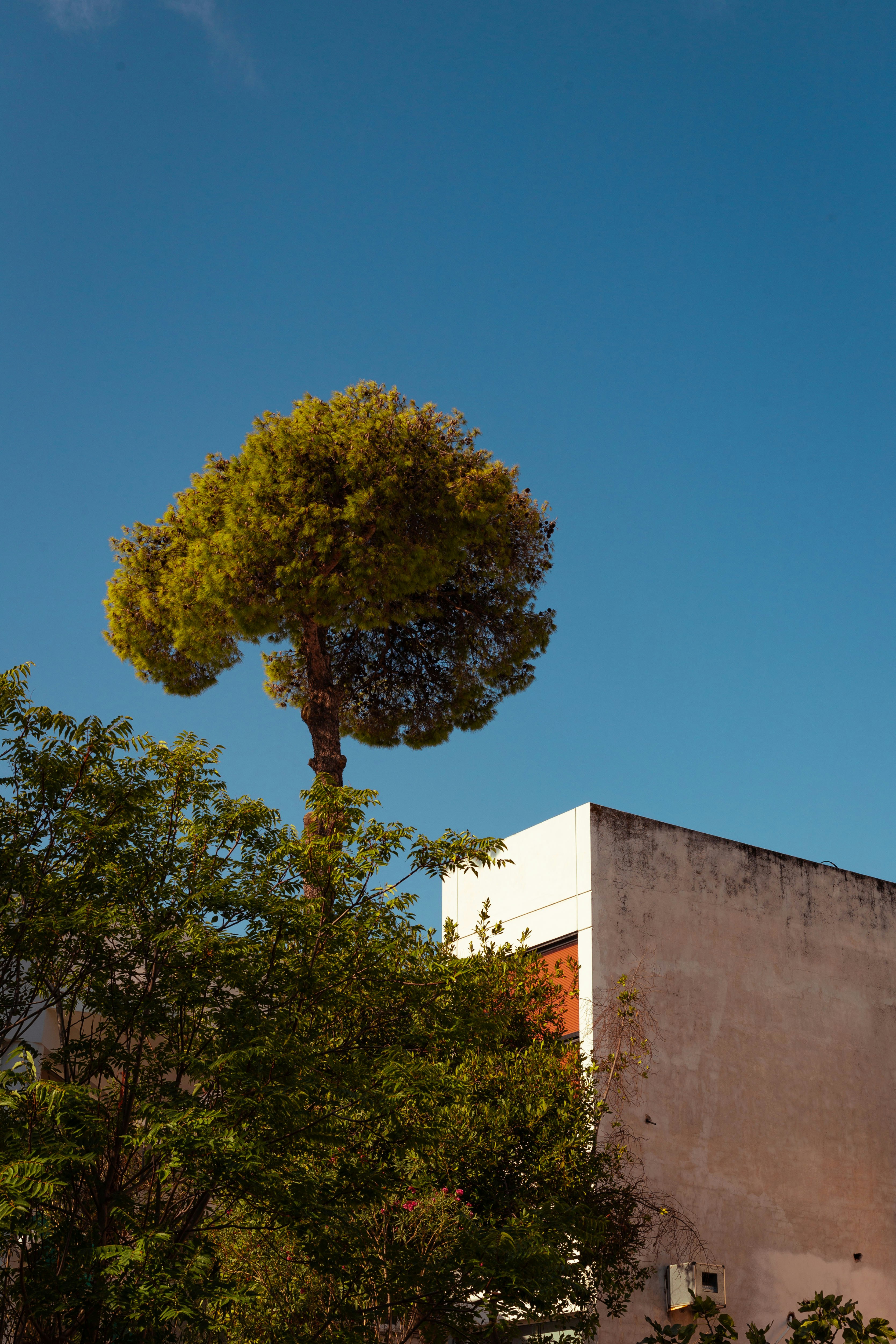Pine tree and building against clear blue sky photo – Free Building ...