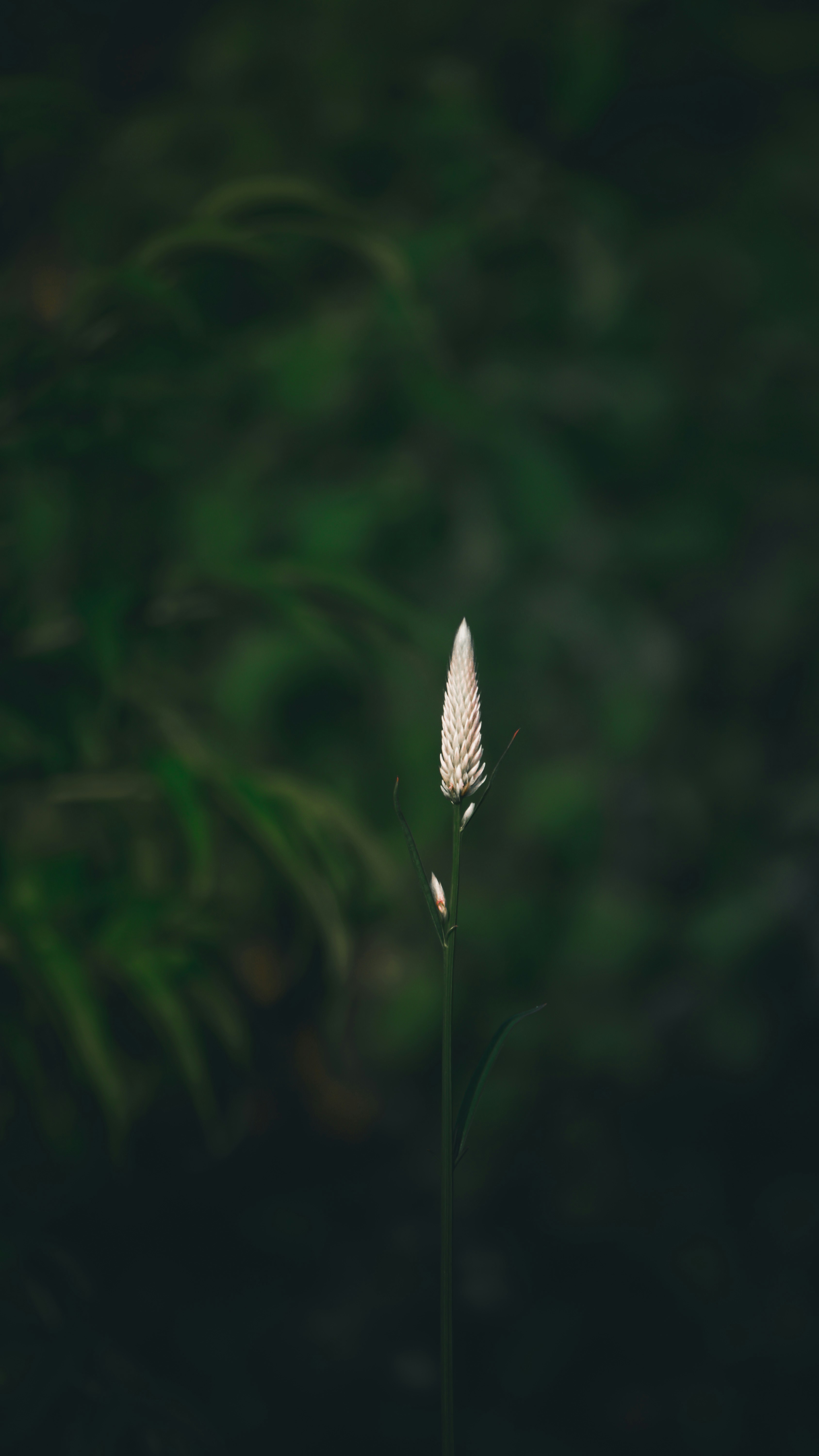 Whispers of Nature: The Silent Bloom