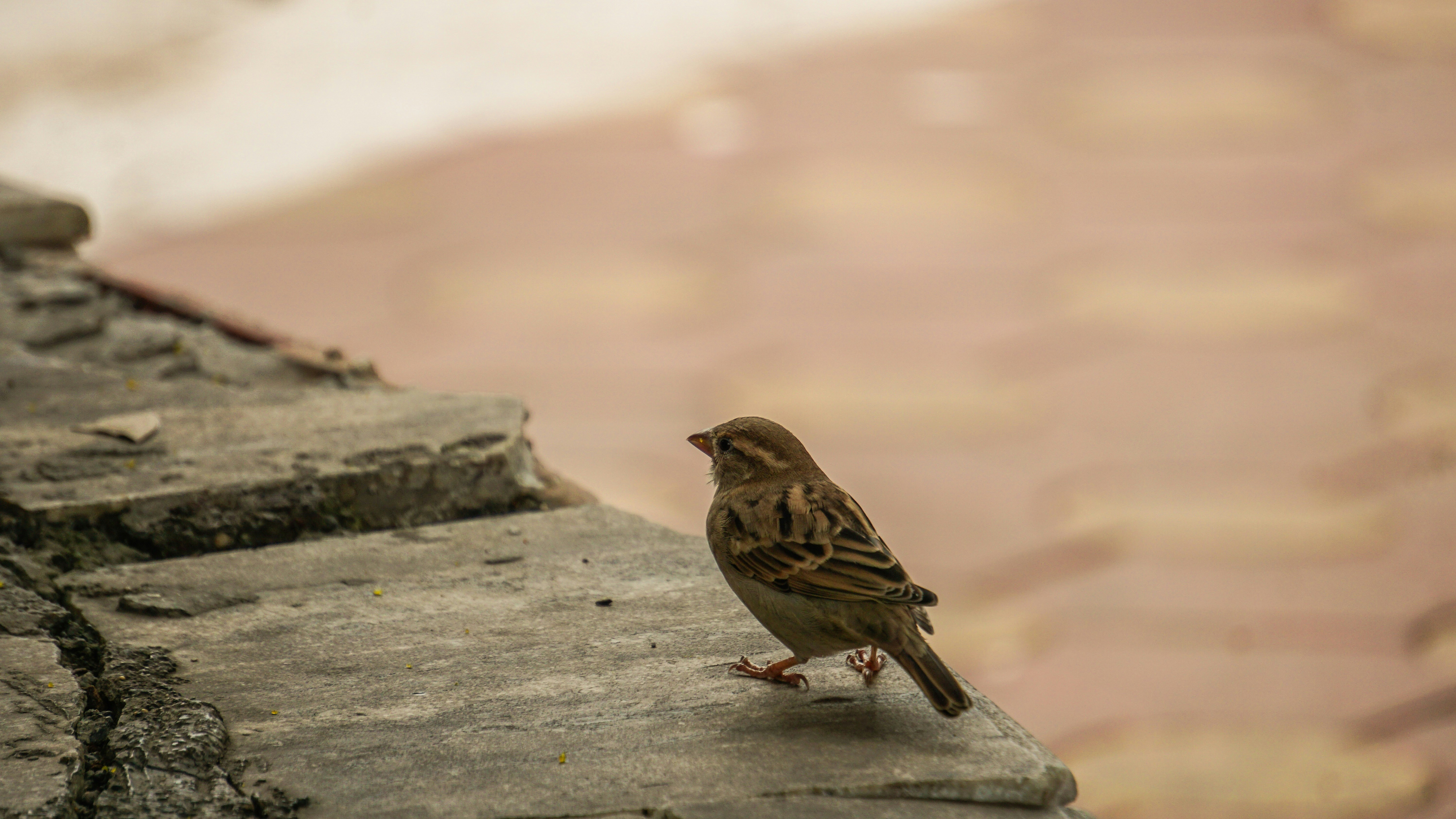 A small brown bird perched on a stone ledge.