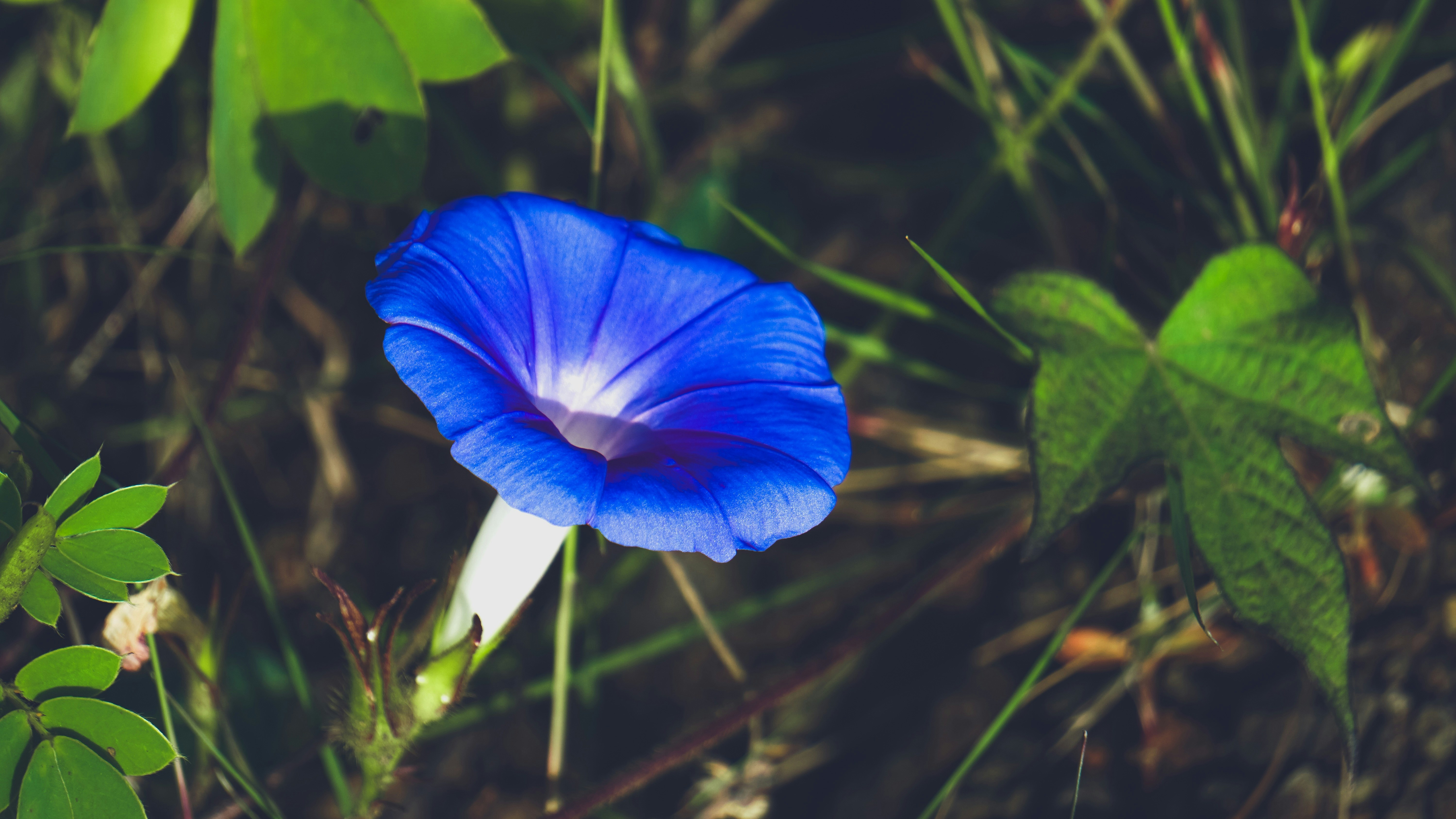 A single vibrant blue morning glory flower blooms.