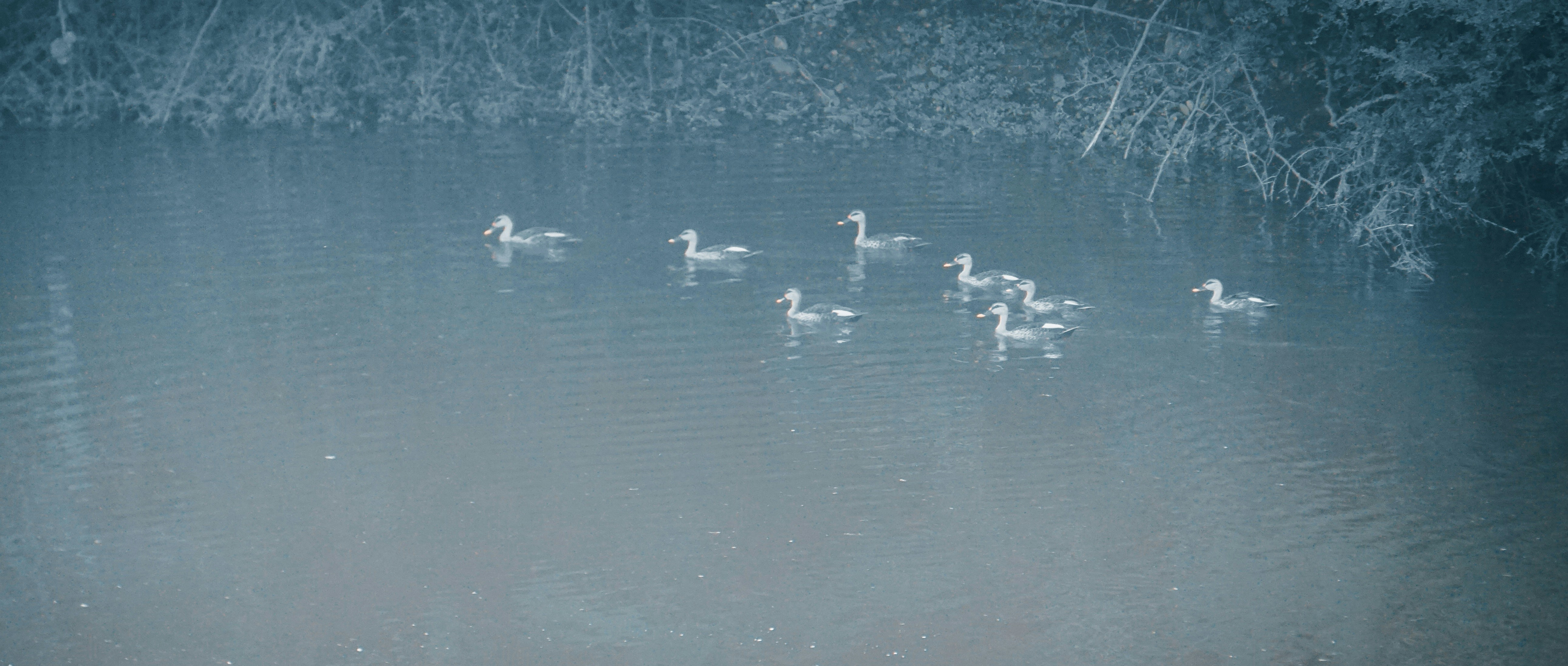 Harmony in Motion: A Serene Gathering of Waterfowl