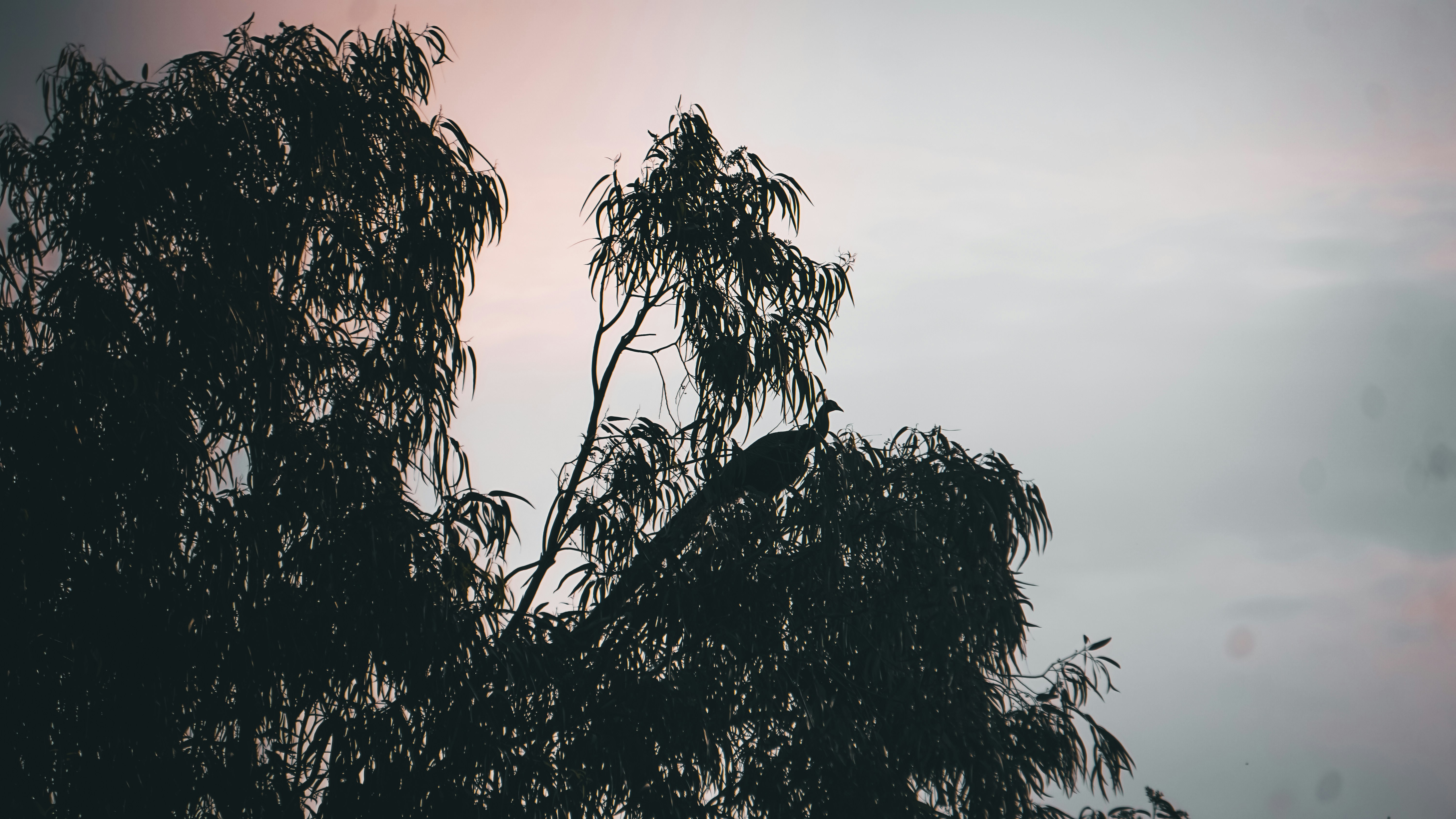 Peacock perched on a tree branch at dusk.