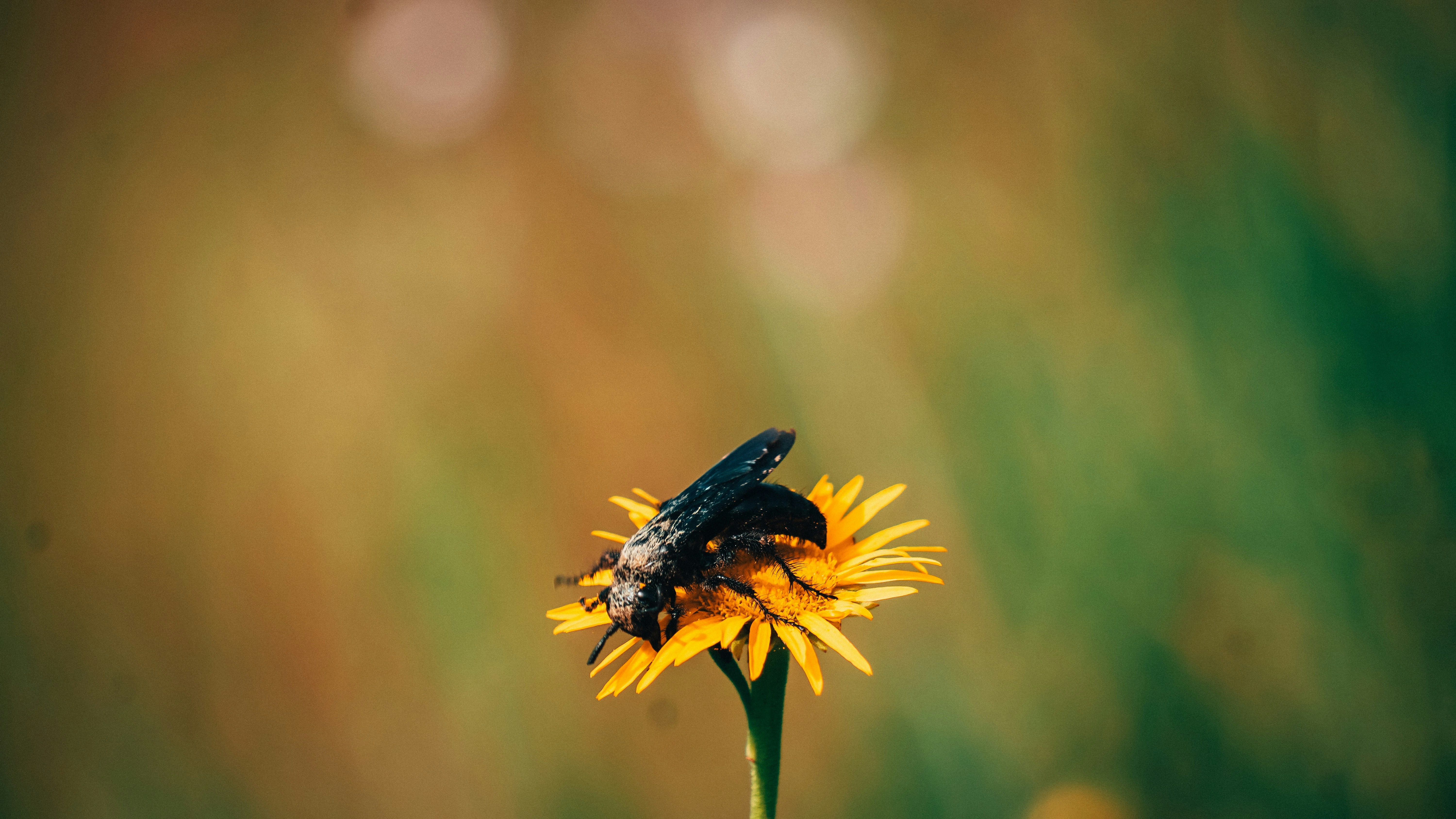 Two insects on a yellow flower
