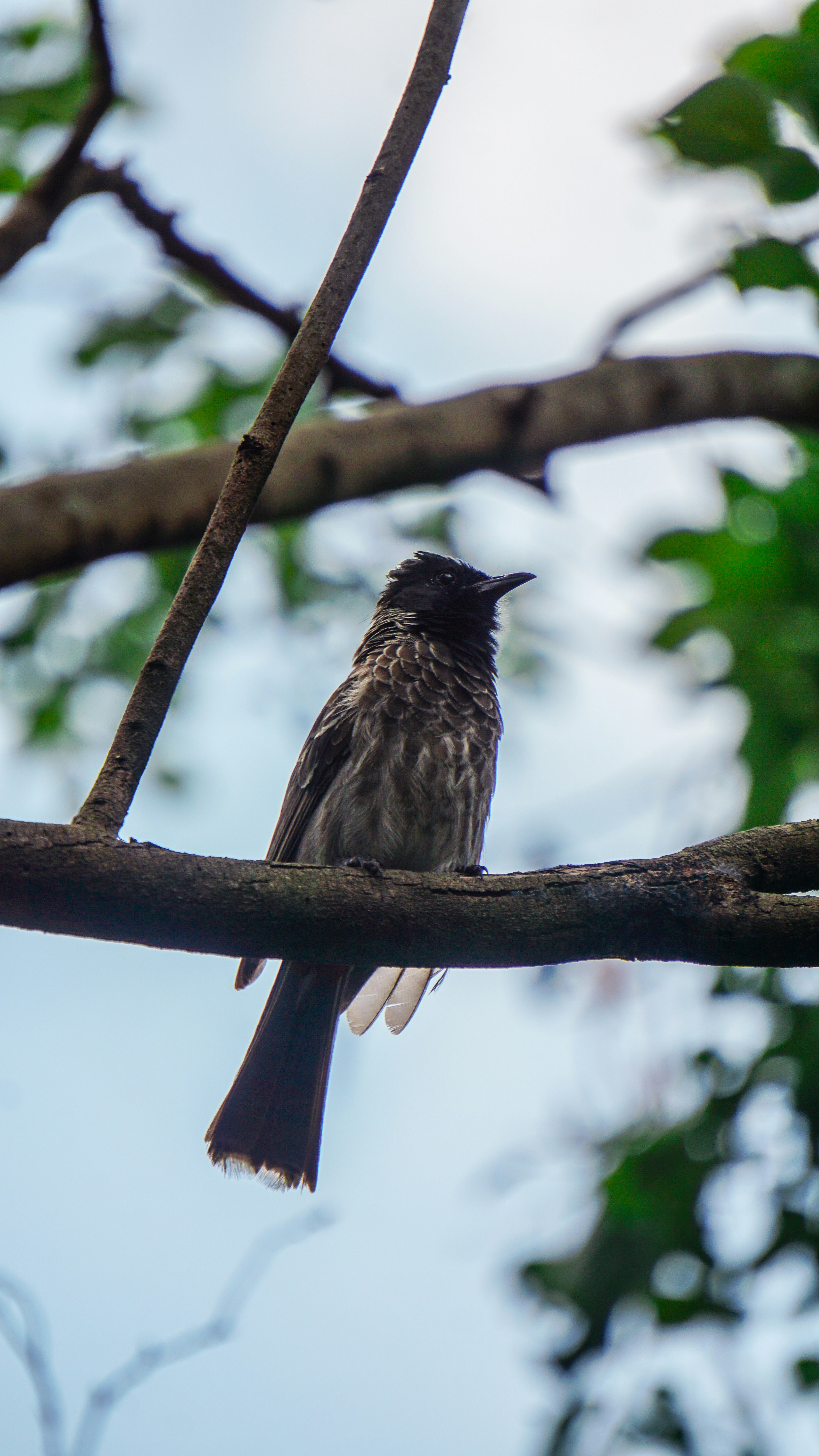 Silent Sentinel of the Canopy