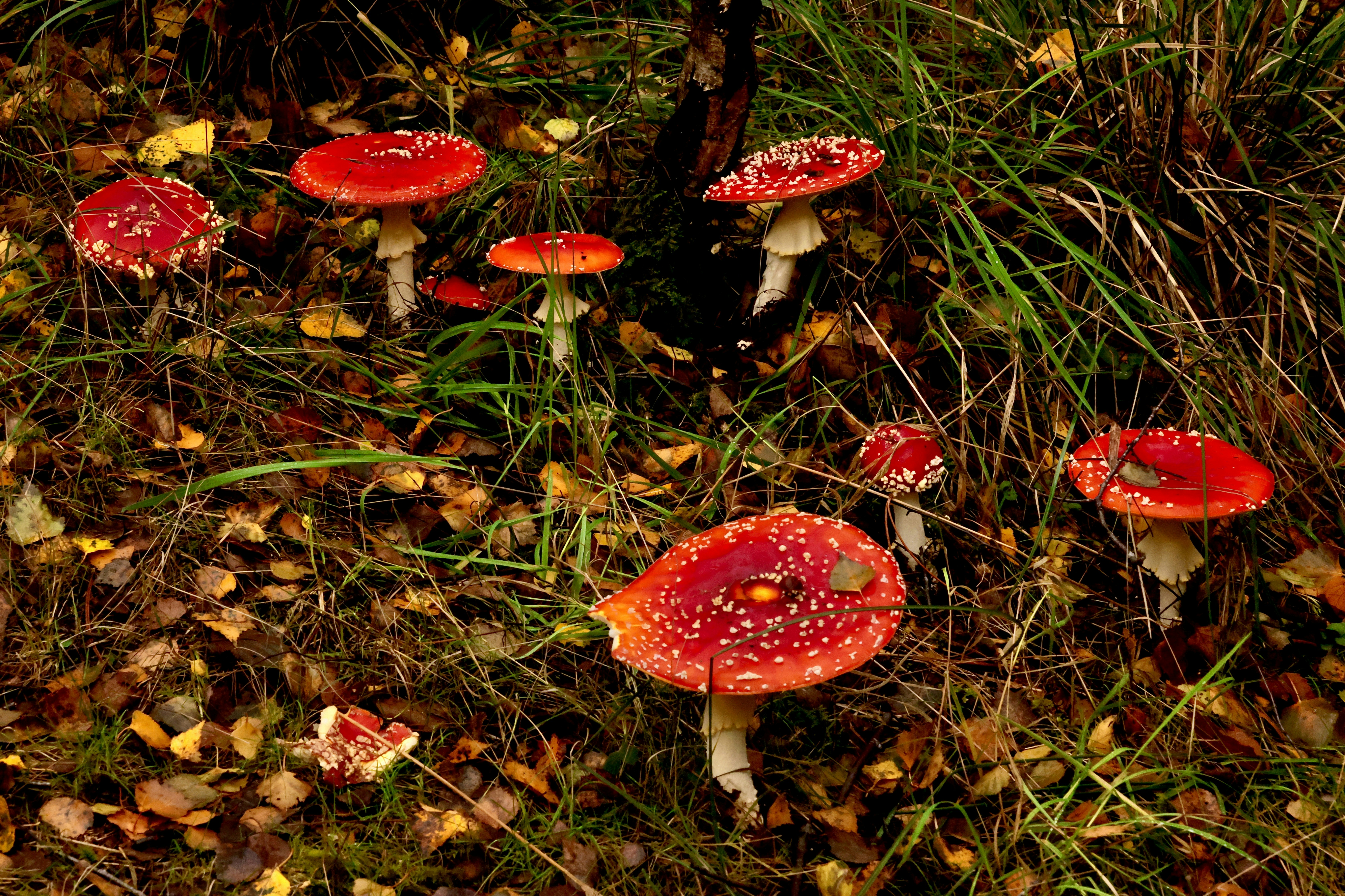 Several red and white spotted mushrooms in grass.