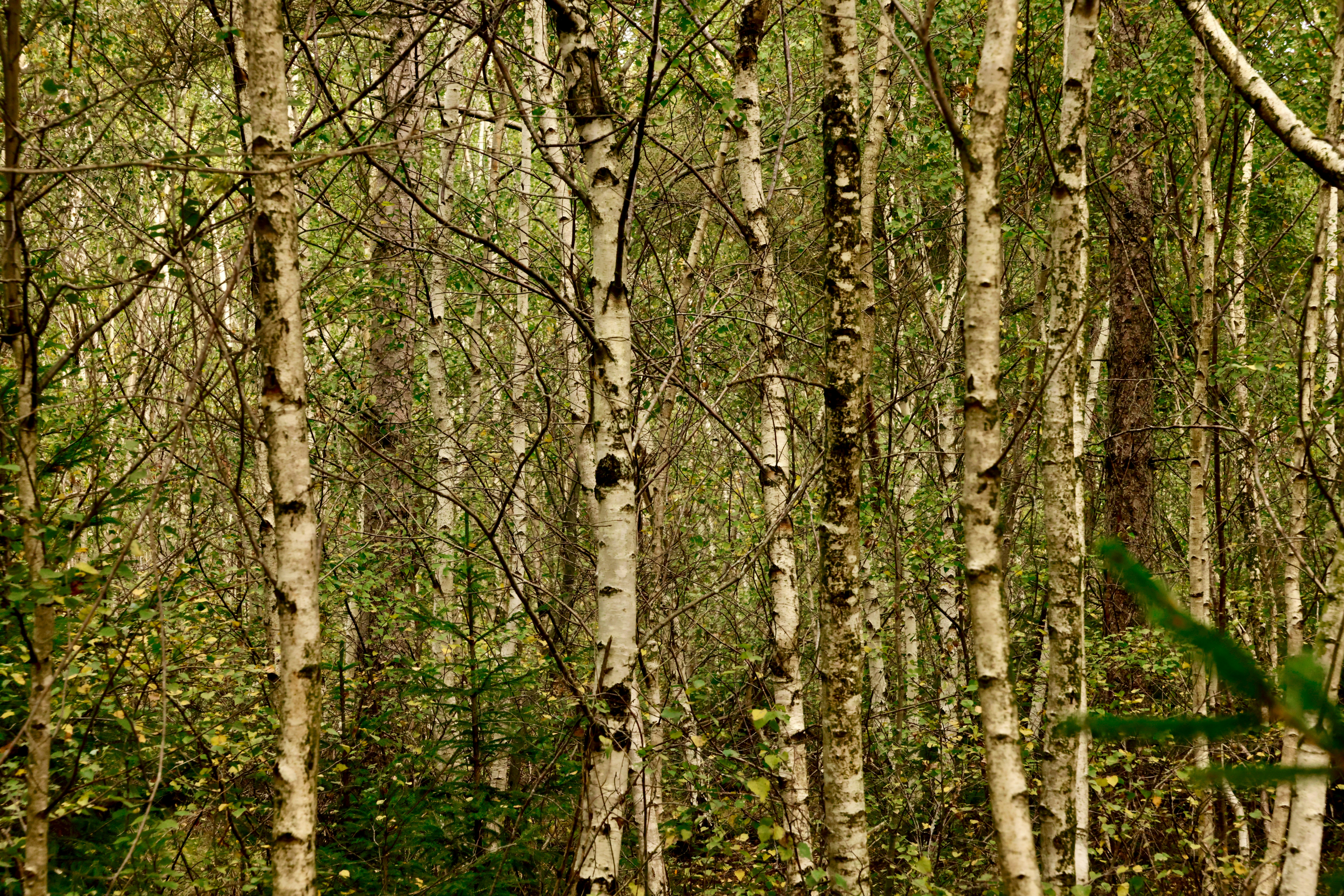 Birch trees in a dense forest setting.
