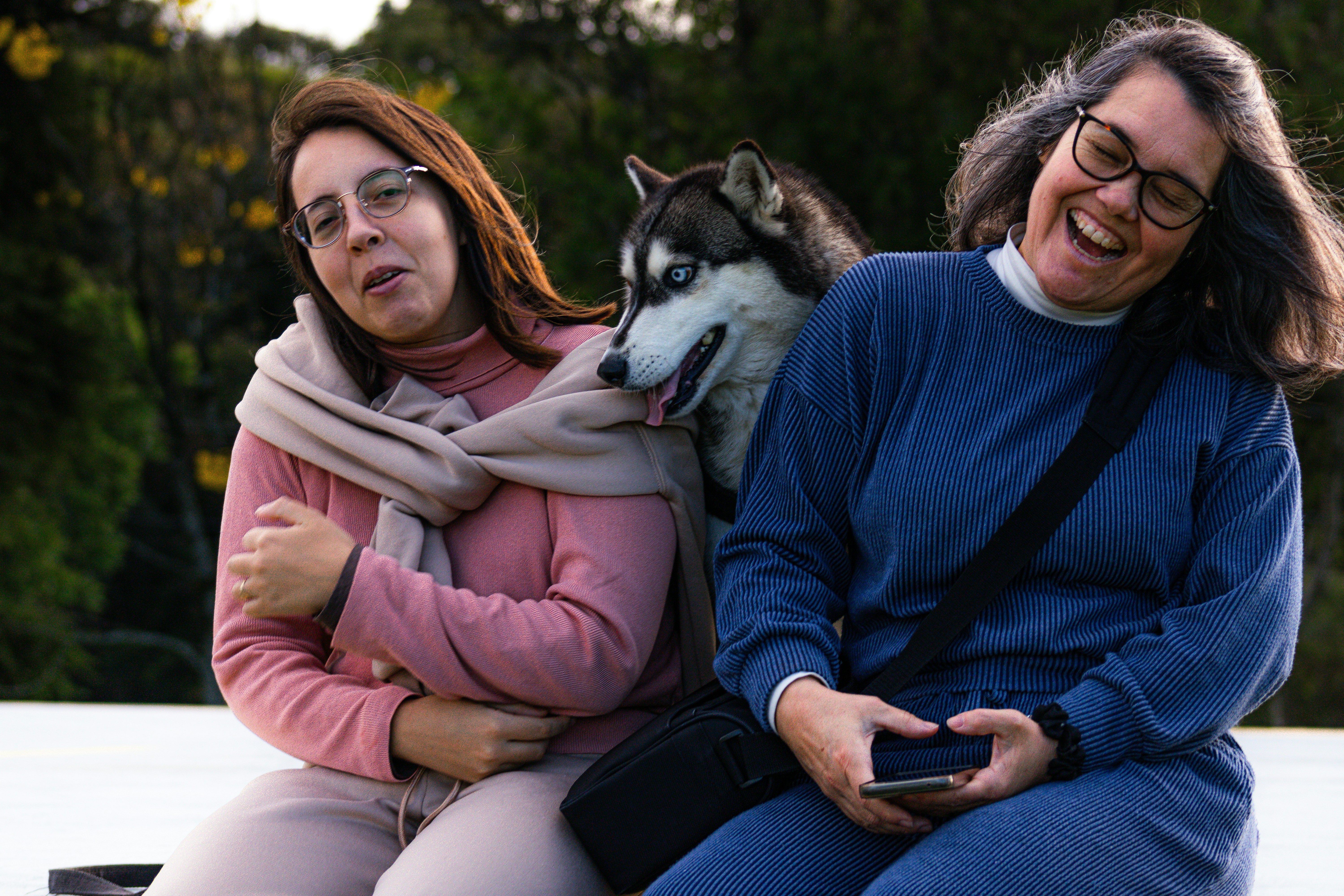 Husky Between Friends: A Benchside Moment of Warmth