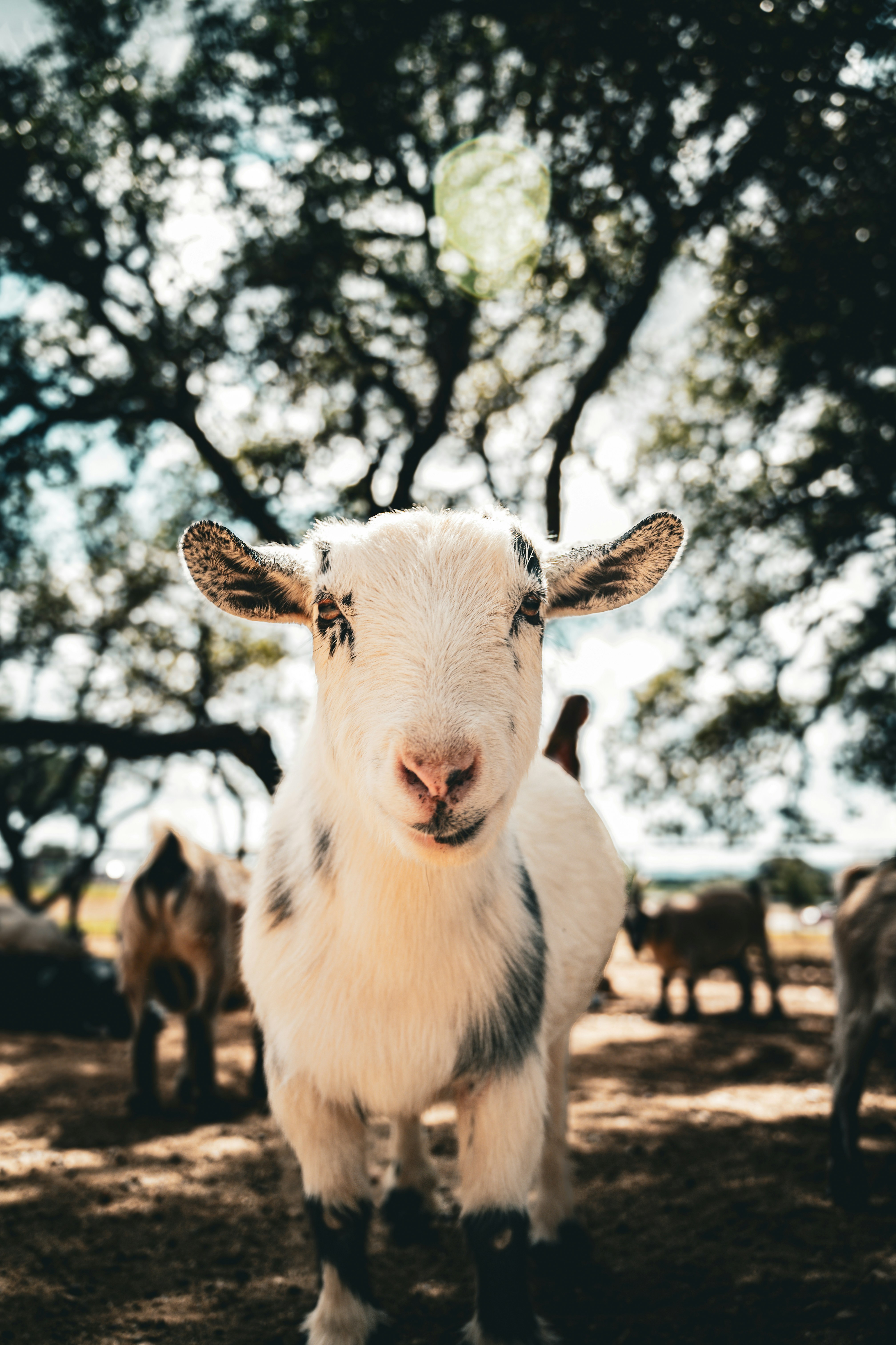 Curious Goat Amidst Nature's Embrace