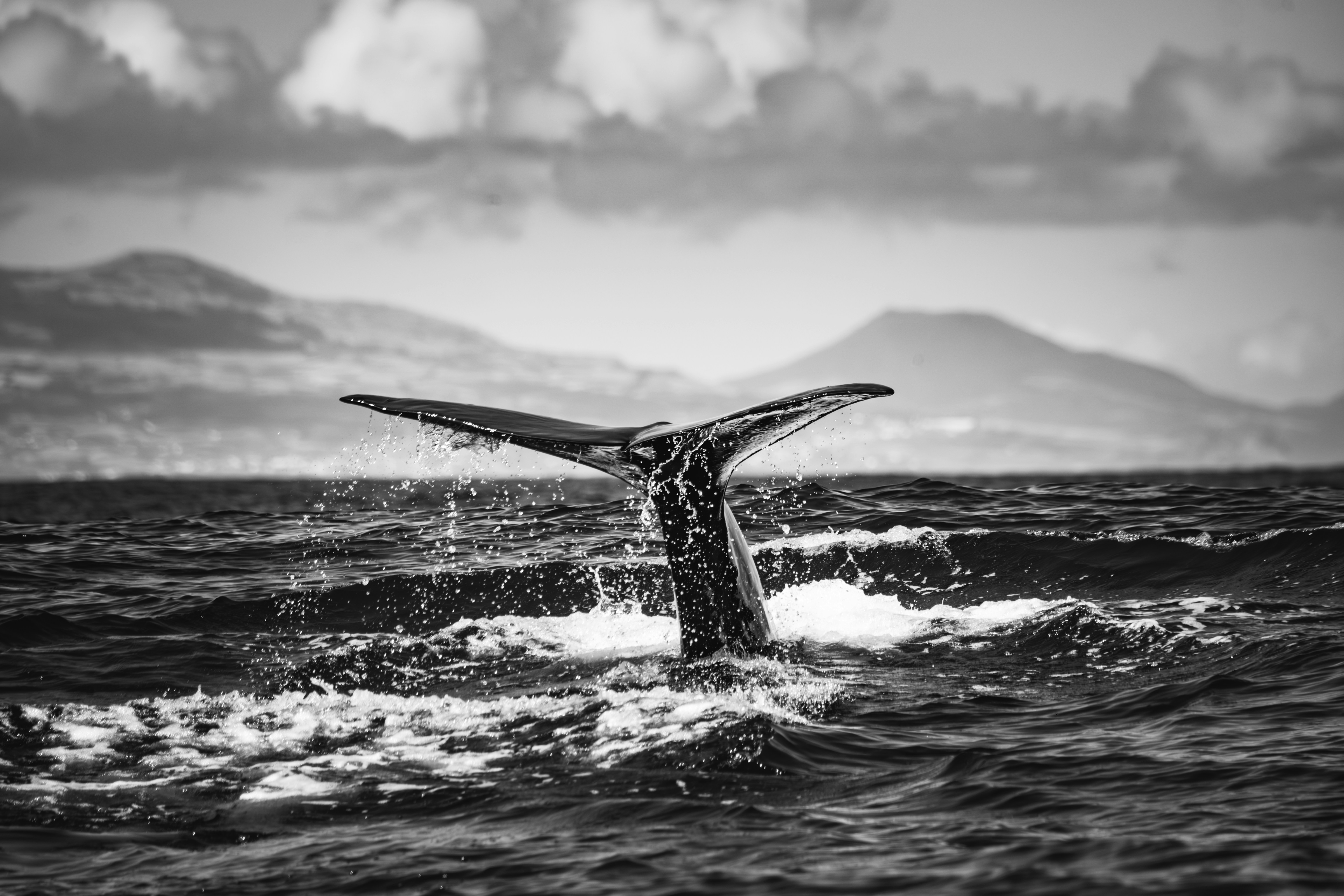 Graceful Descent of the Ocean Giant