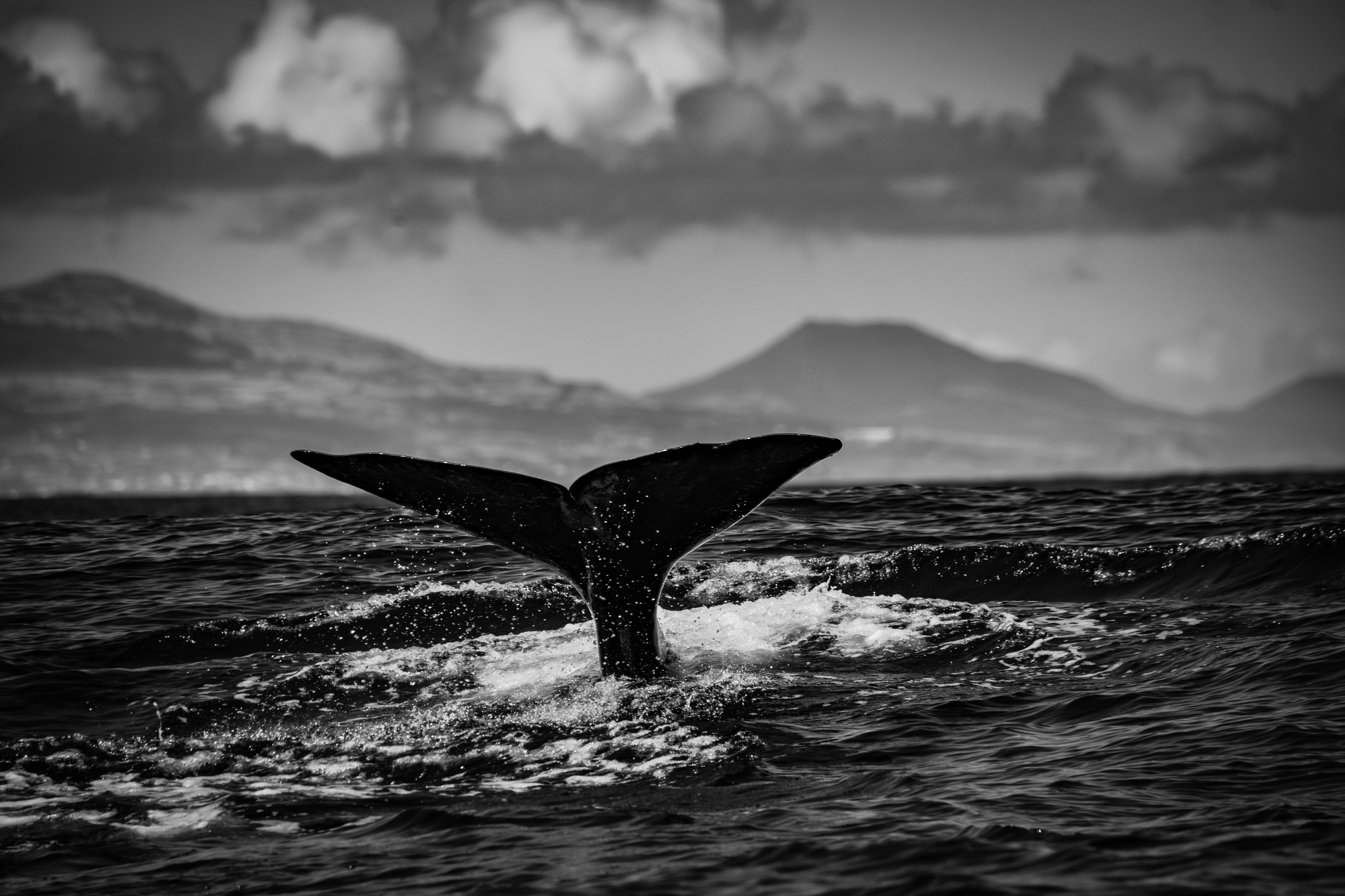 The Silent Dive: A Whale's Journey Beneath the Waves