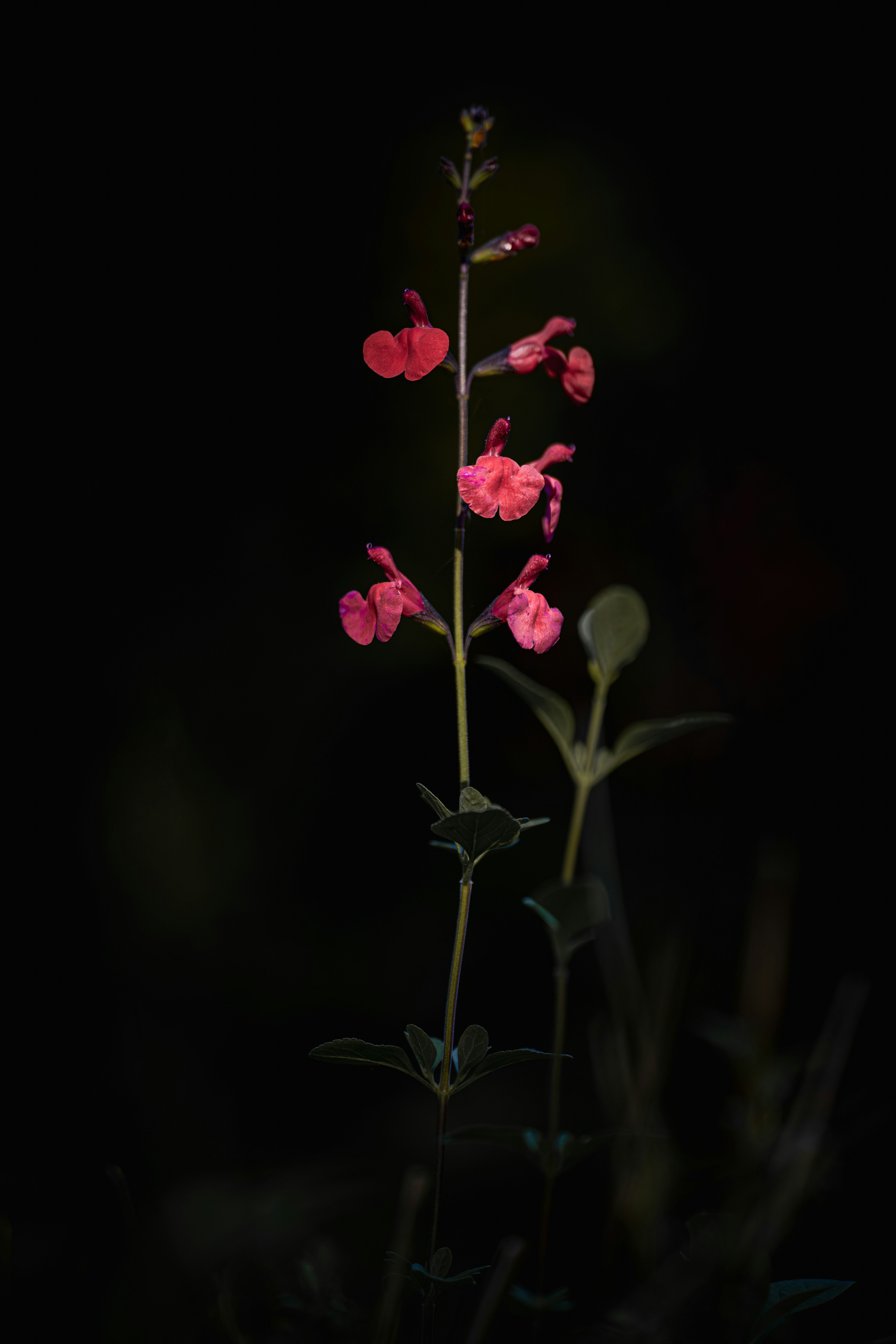 Whispers of Bloom in Shadows