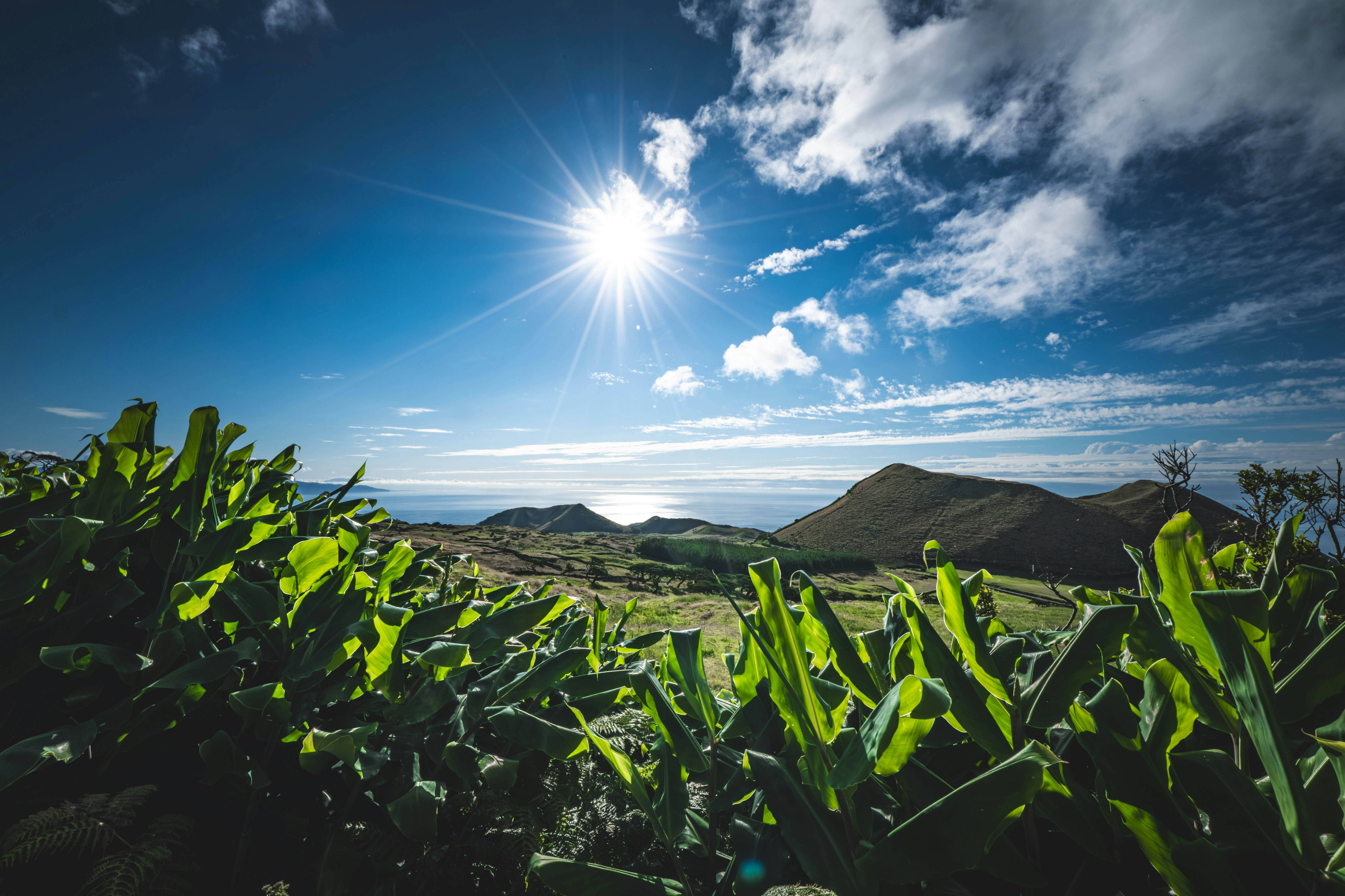 Verdant Fringes Beneath a Radiant Sky