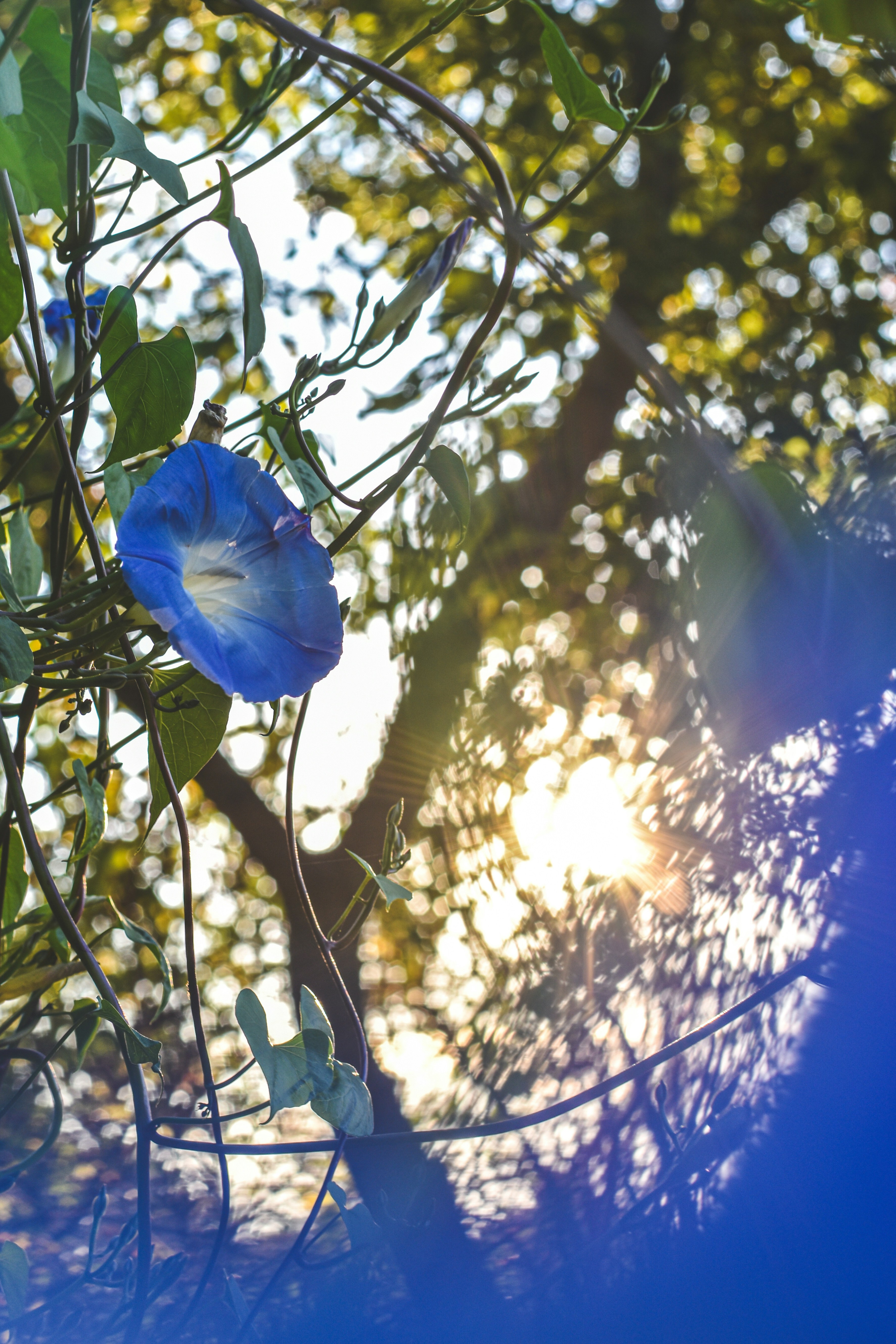 Whispers of Nature: A Blue Bloom's Embrace