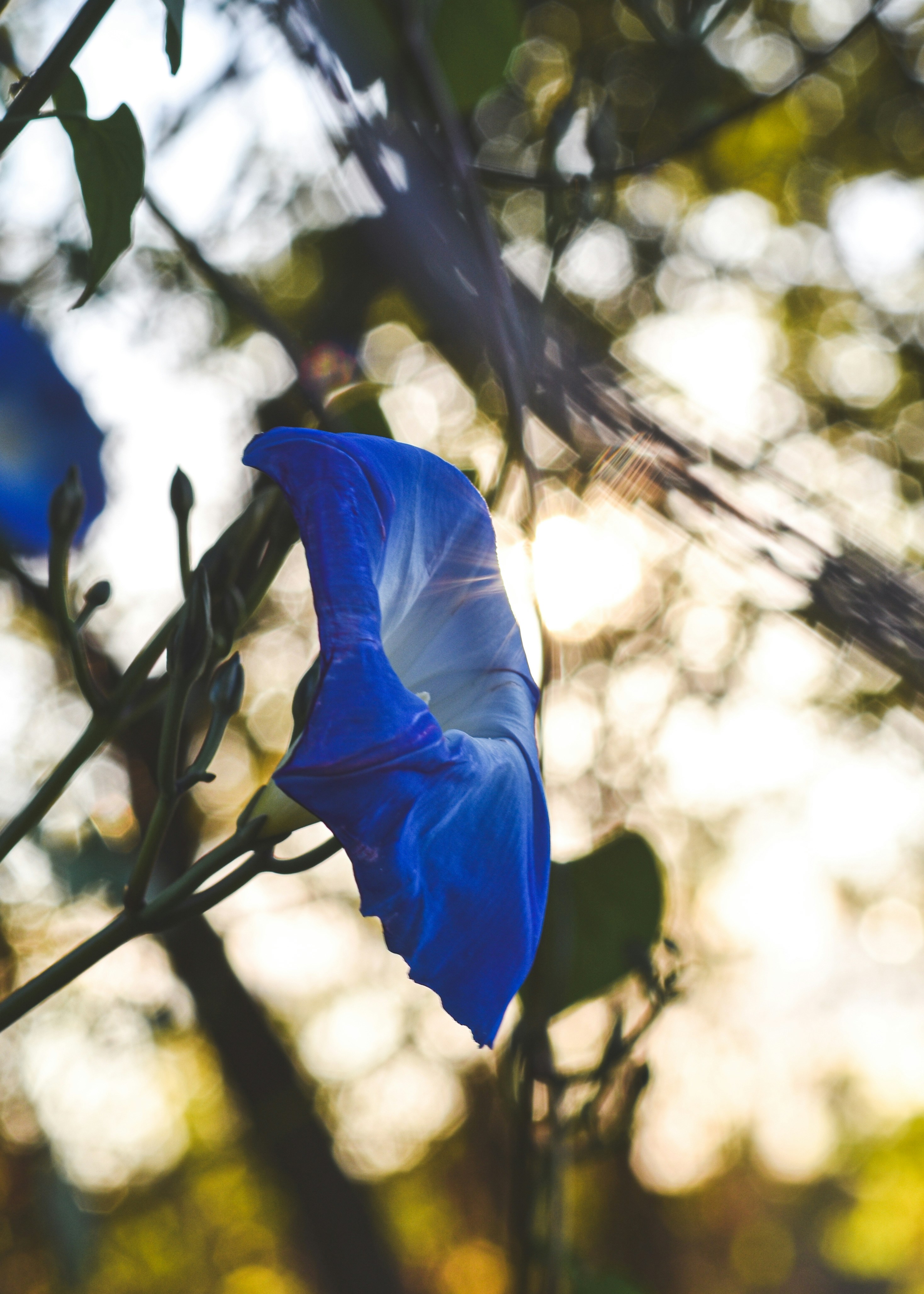 Whispers of Blue in the Golden Glow