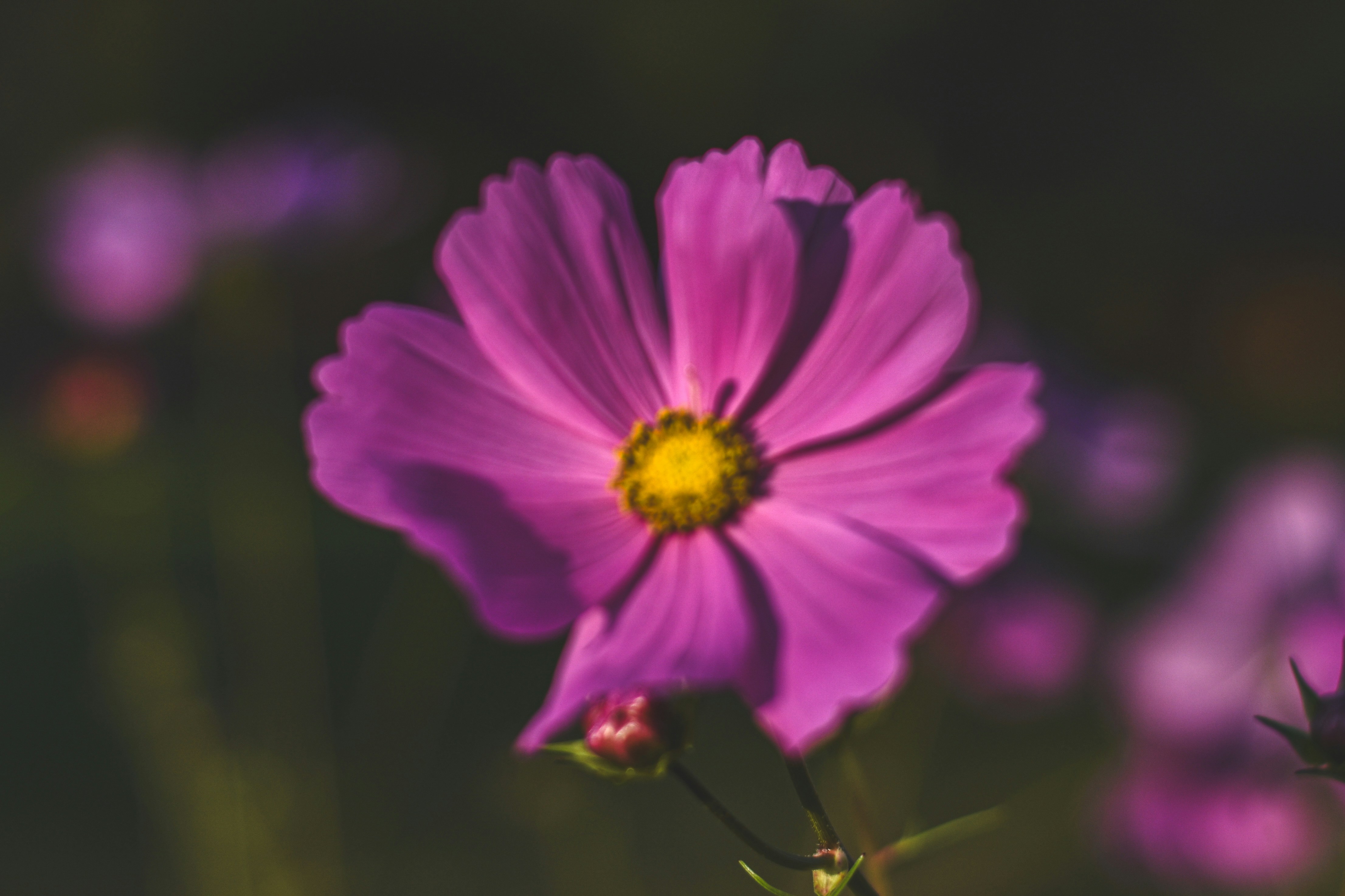 A single vibrant pink cosmos flower with a yellow center.