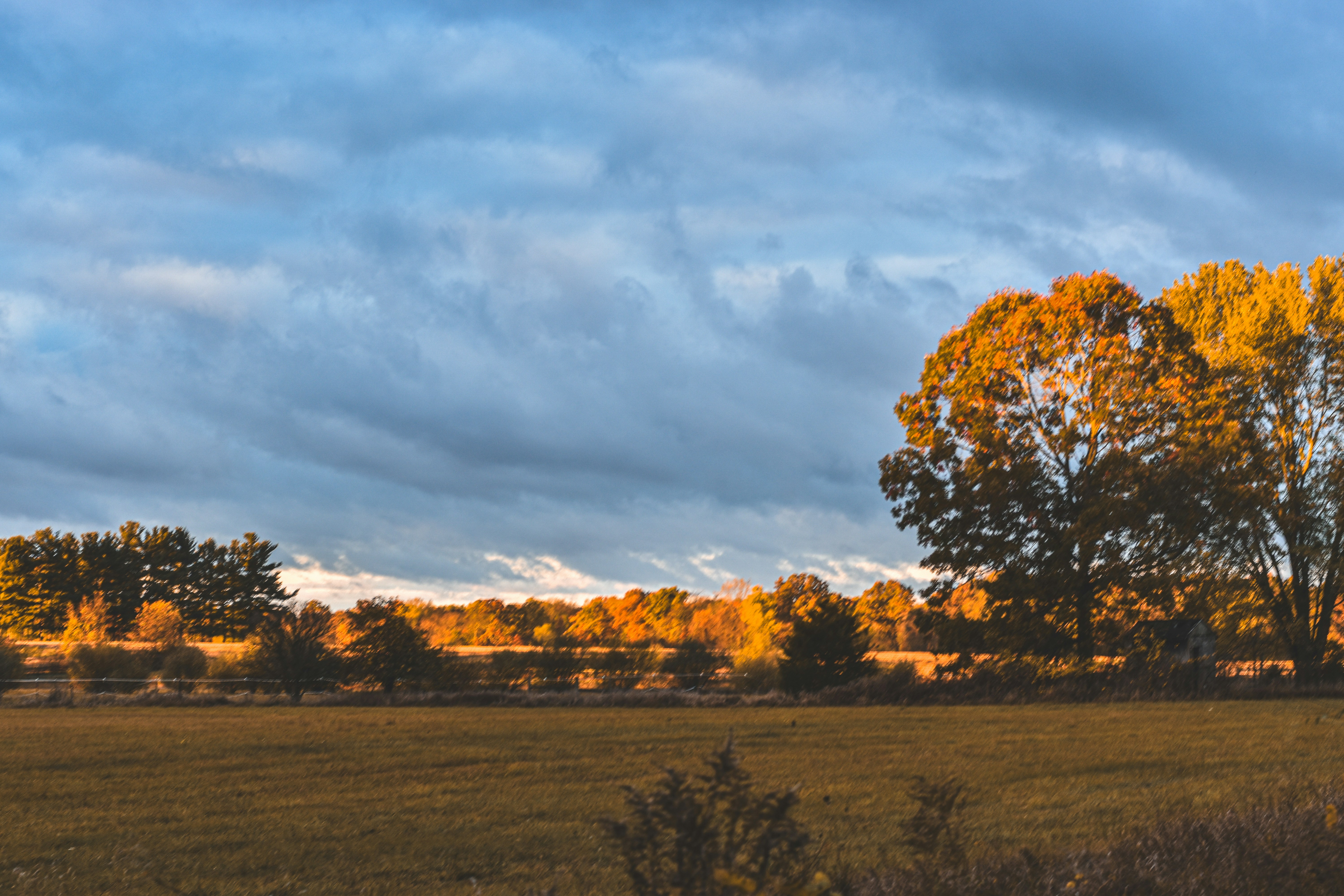 Golden autumn trees against a dramatic cloudy sky