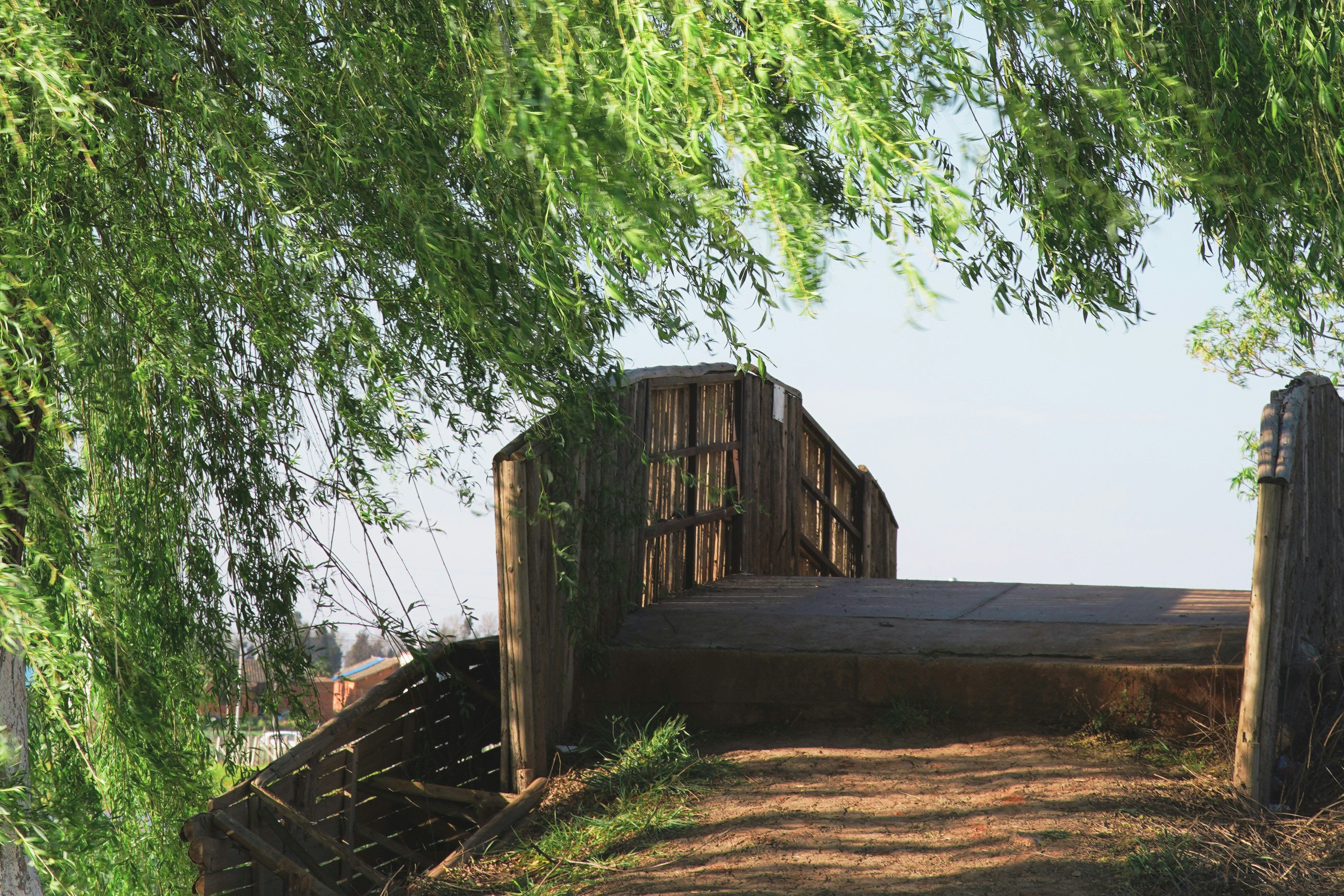 Wooden bridge under weeping willow trees