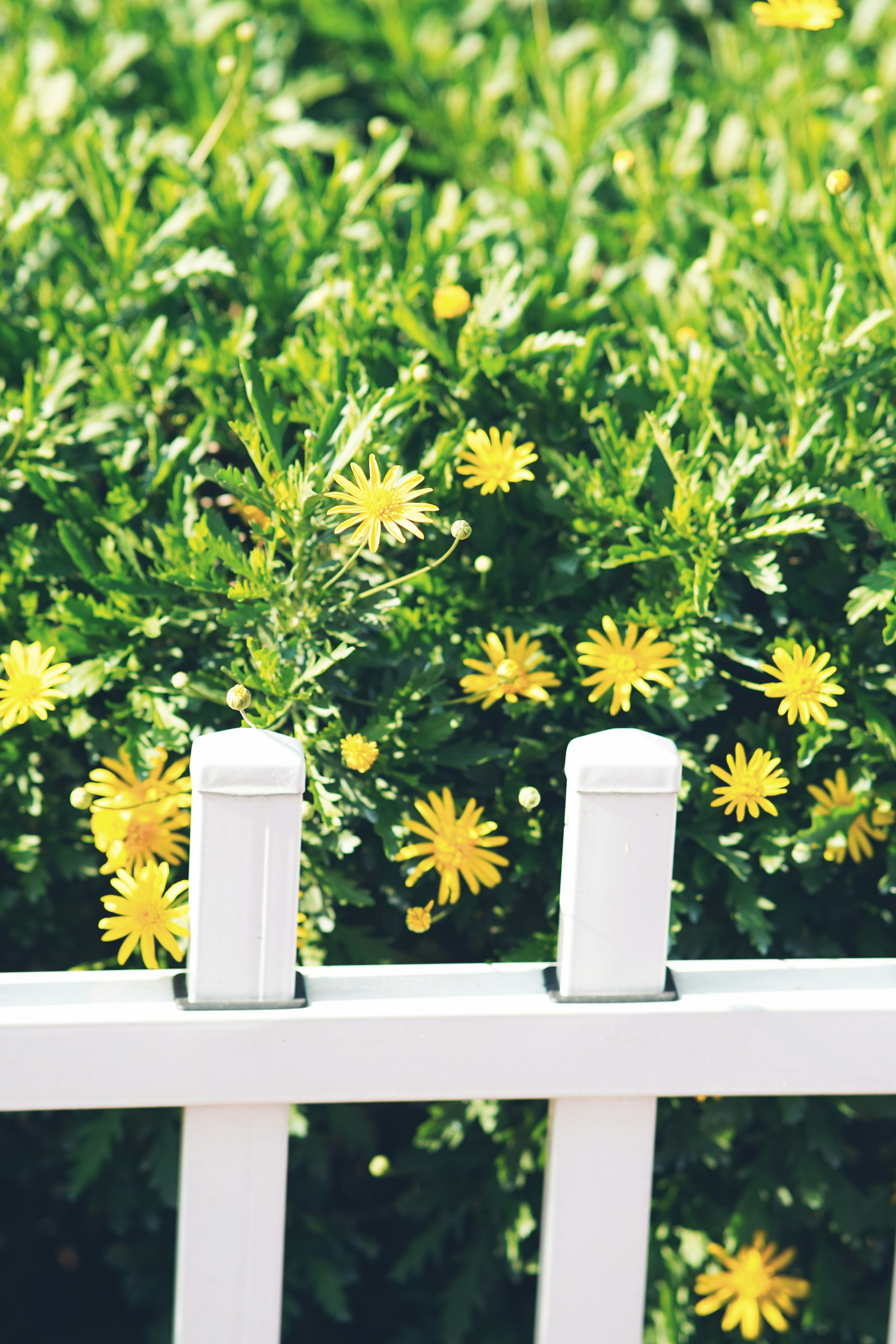 White fence with yellow flowers and green bushes