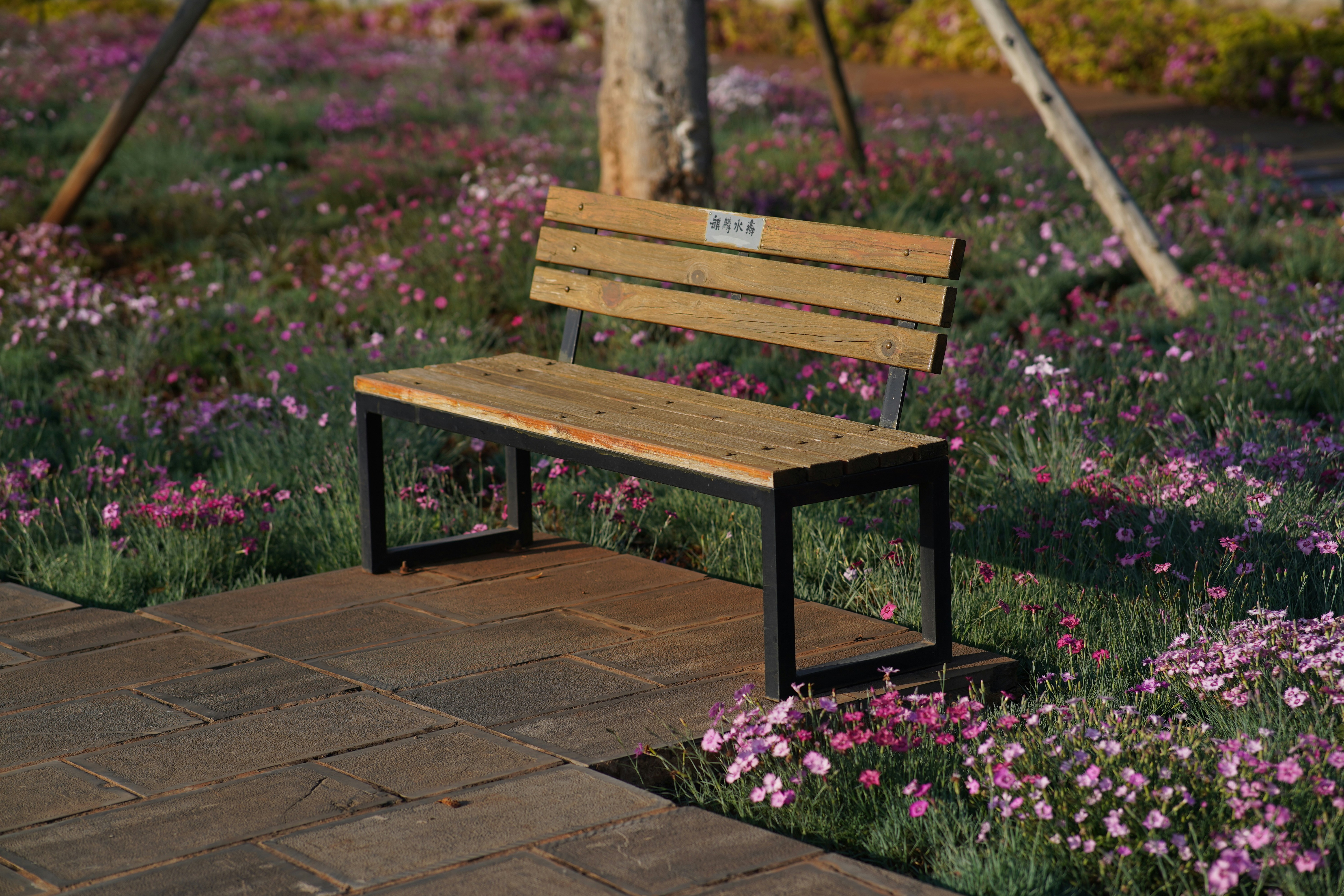 Serenity in Bloom: A Quiet Retreat