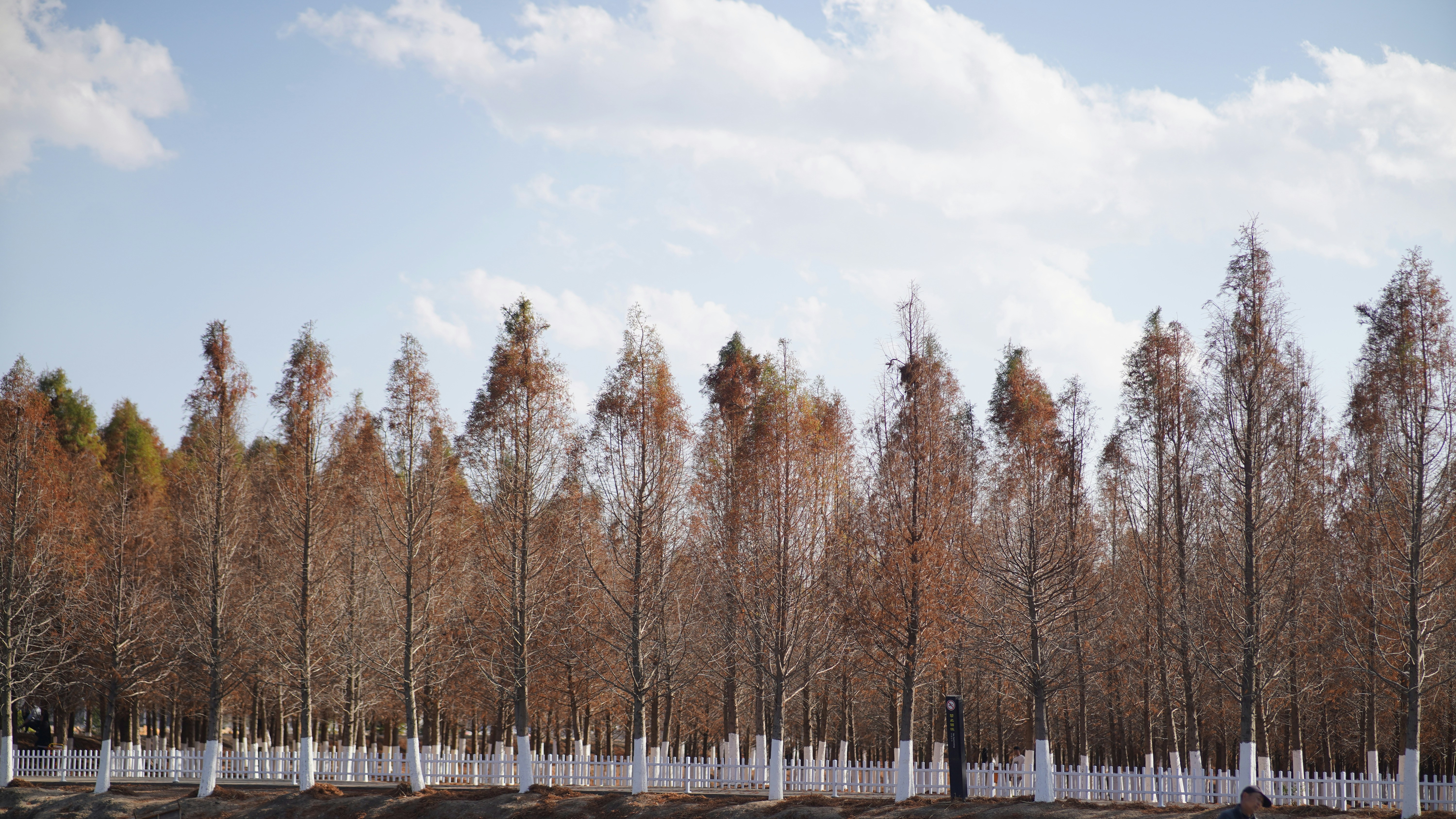 Whispers of Autumn: A Forest's Transition