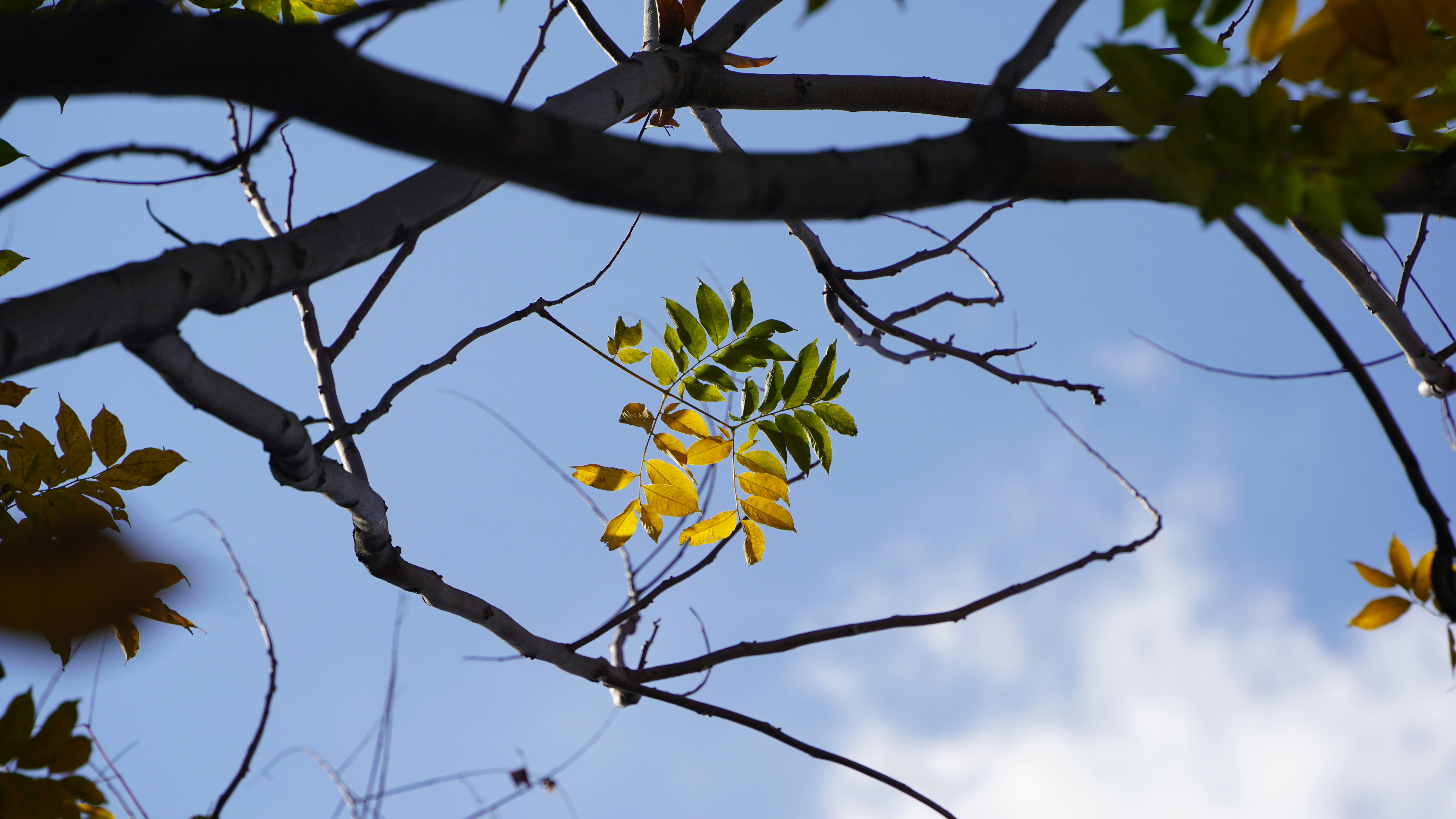 Whispers of Autumn: A Leaf's Tale