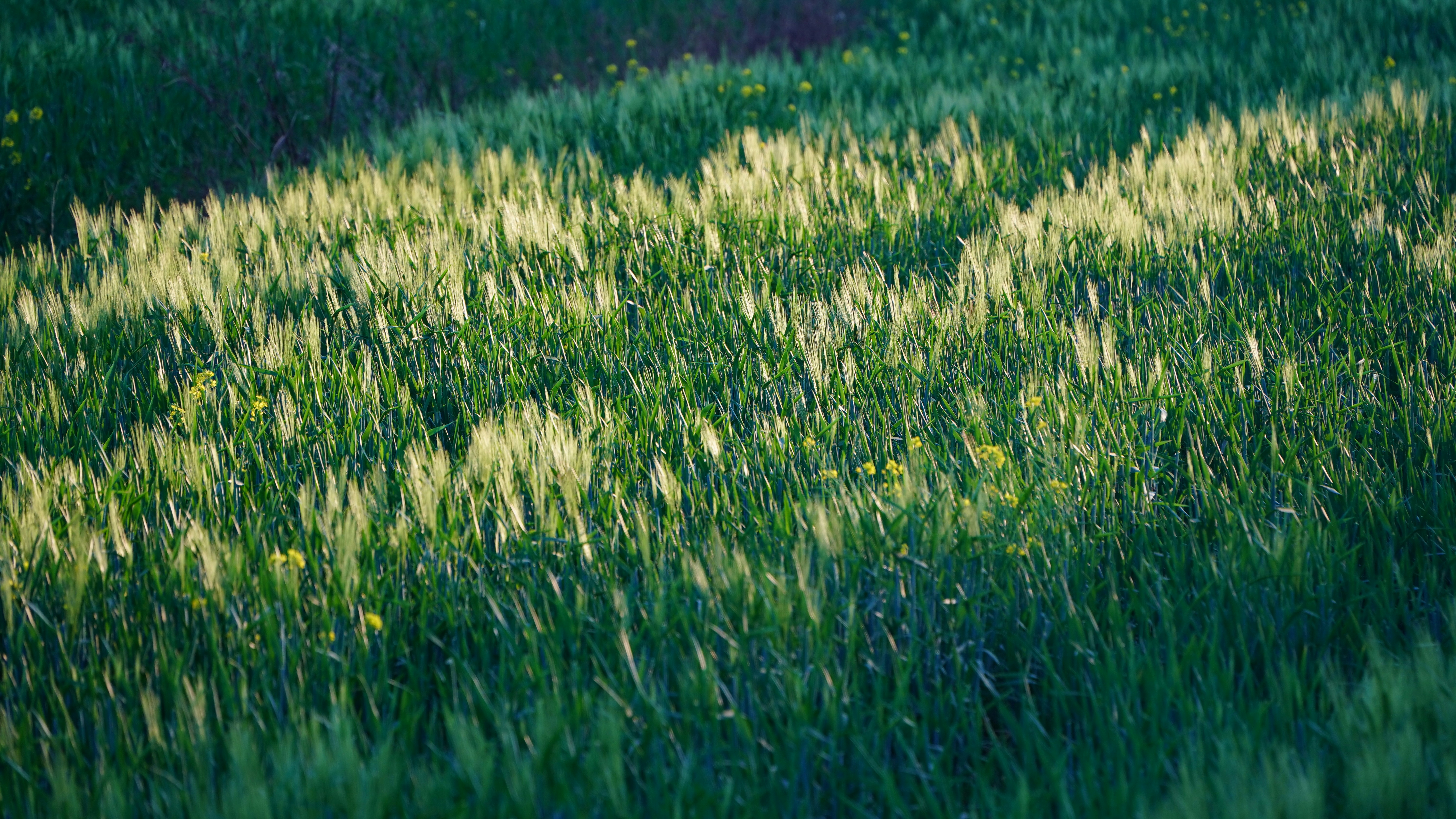 Green wheat field swaying in the wind