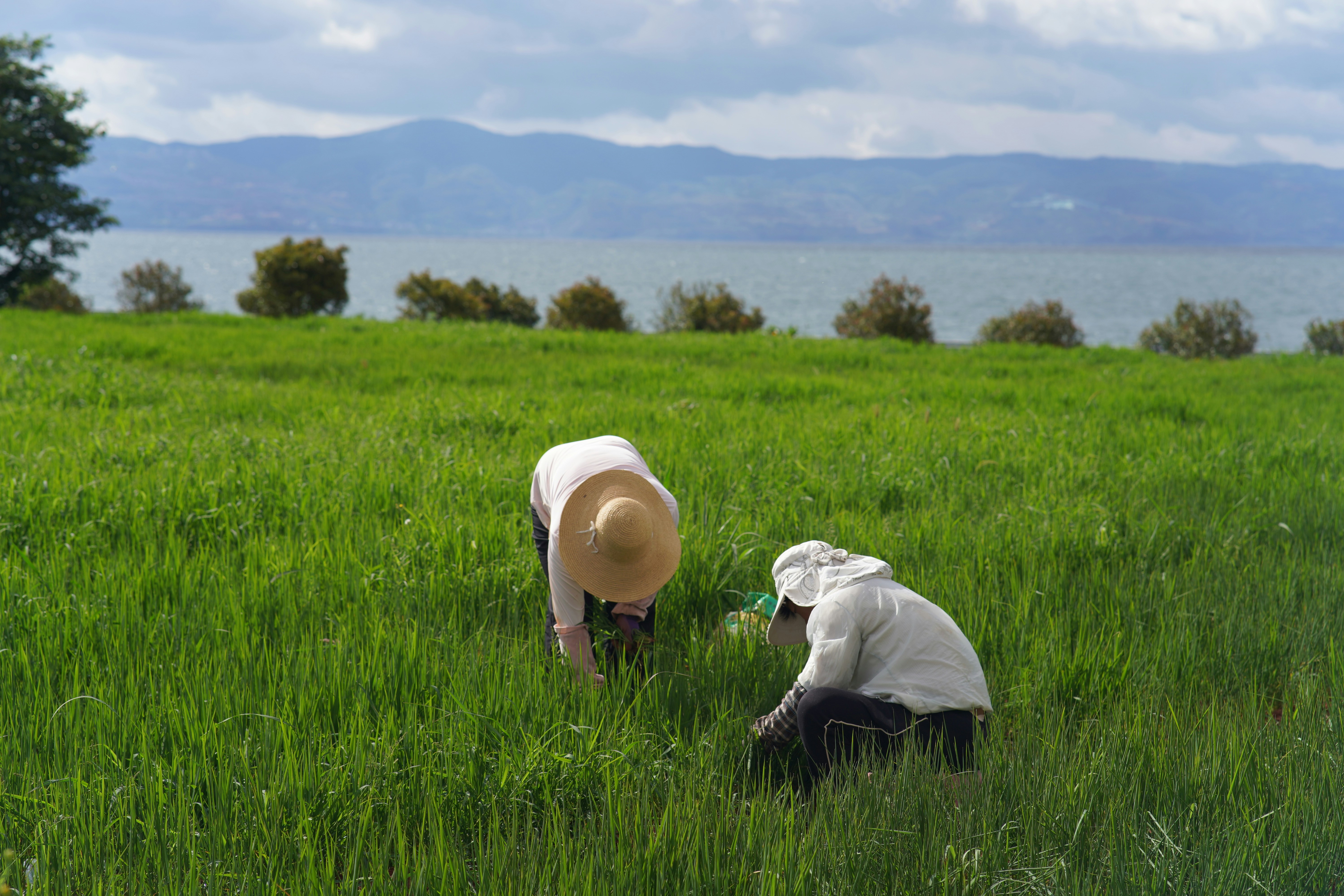 Harvesting Nature's Green Bounty
