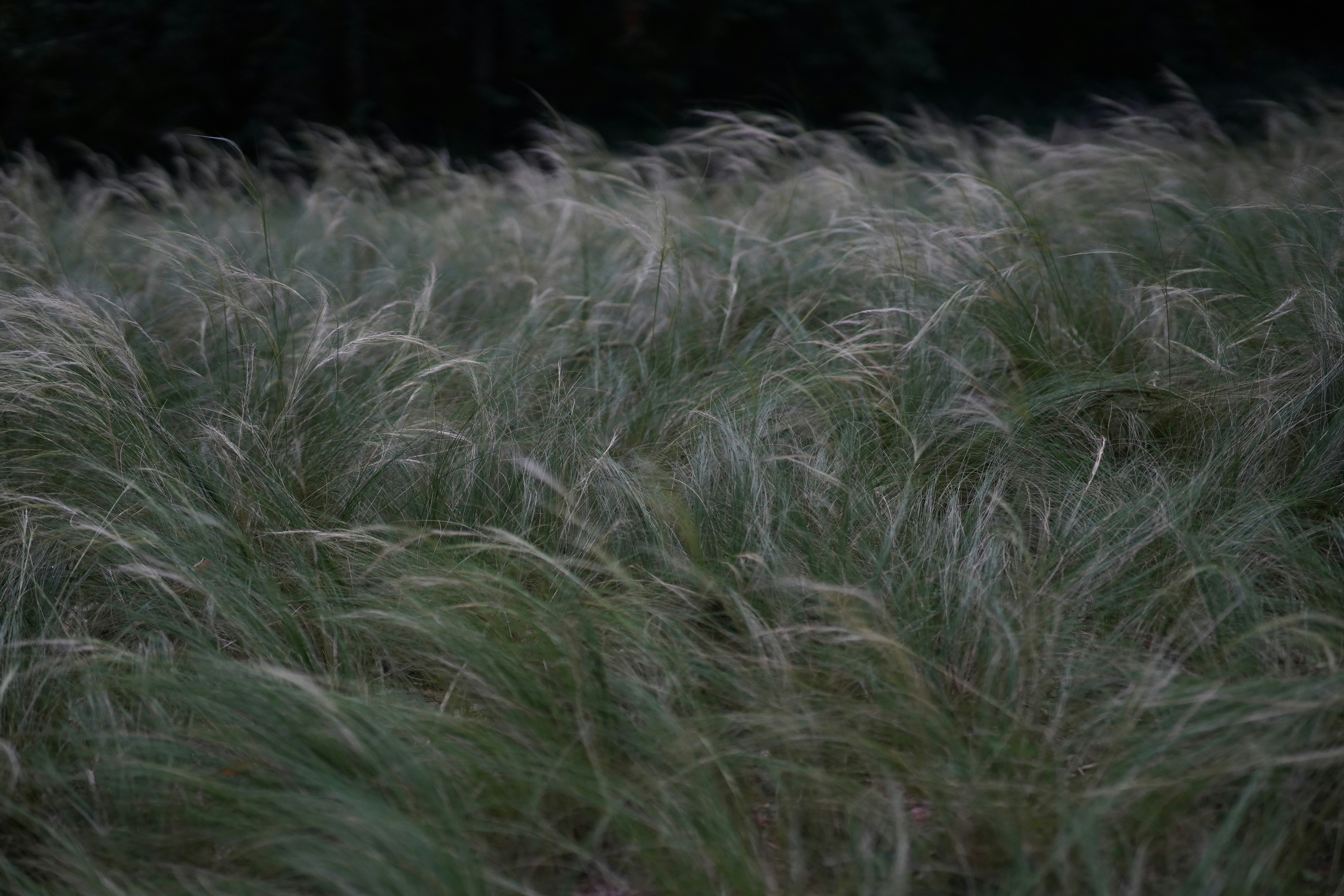 Tall grasses sway in the wind at dusk.