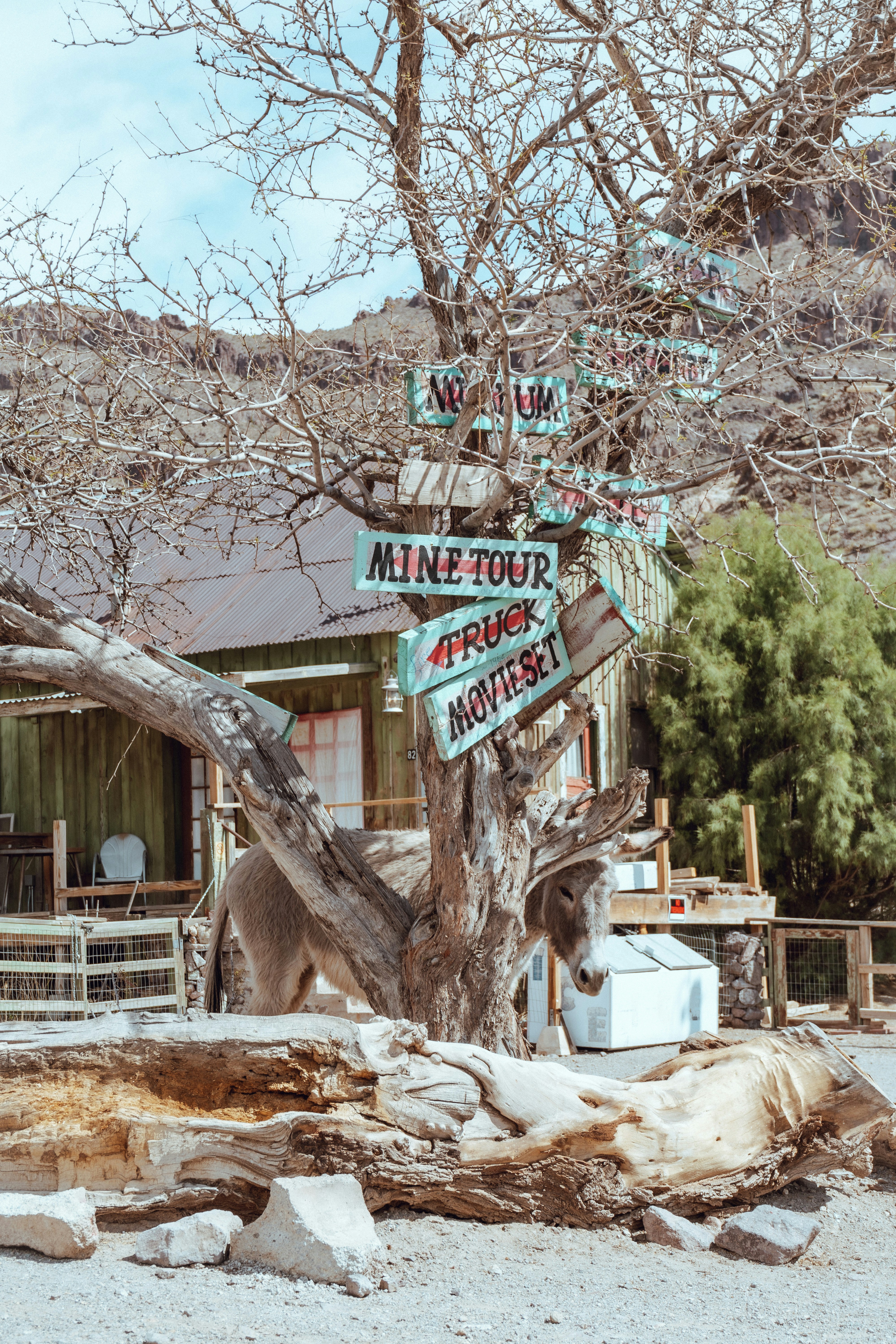 Signs on an old tree | Donkey stands by a directional signpost in a desert town.