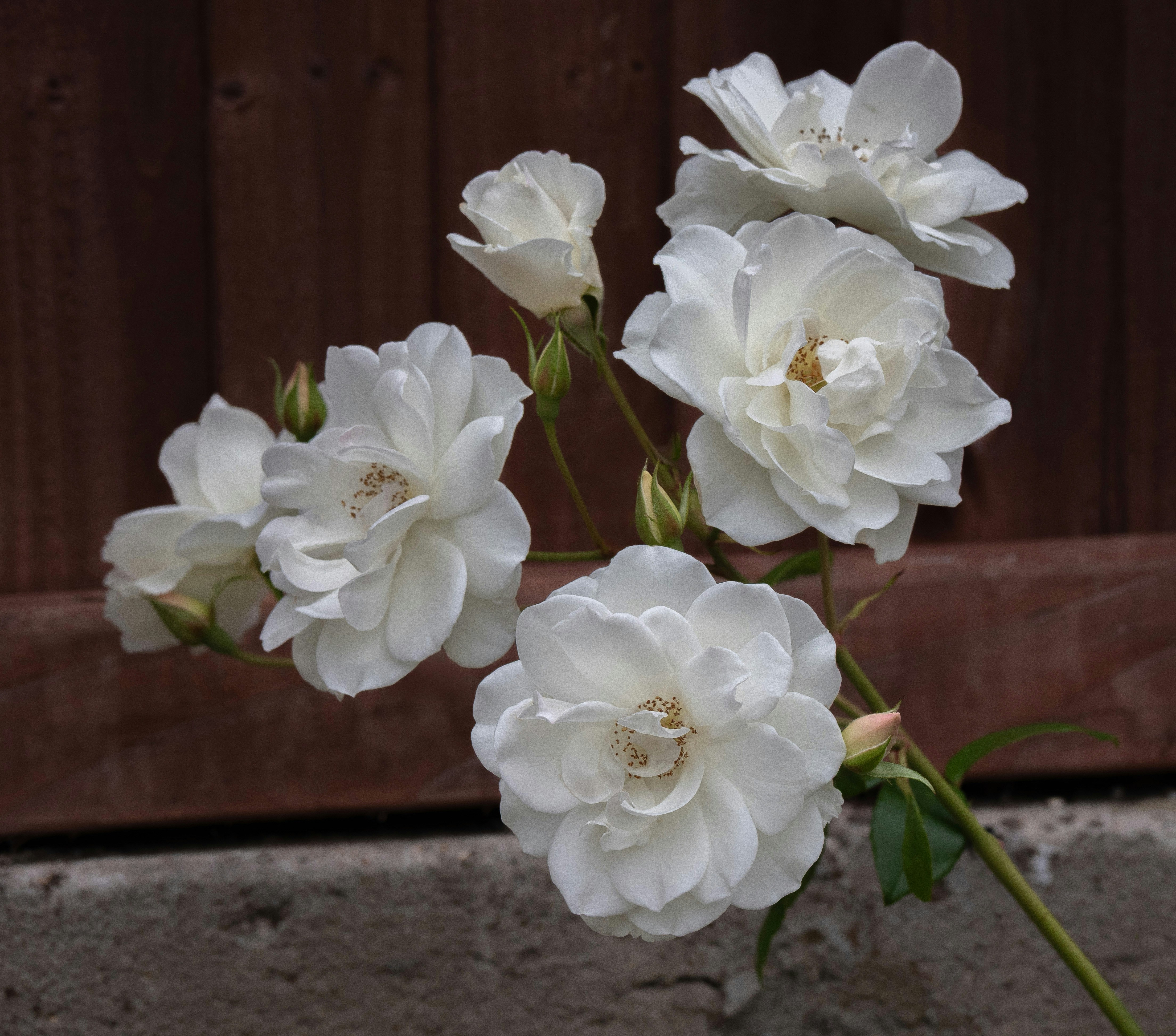 Whispers of Pure Elegance