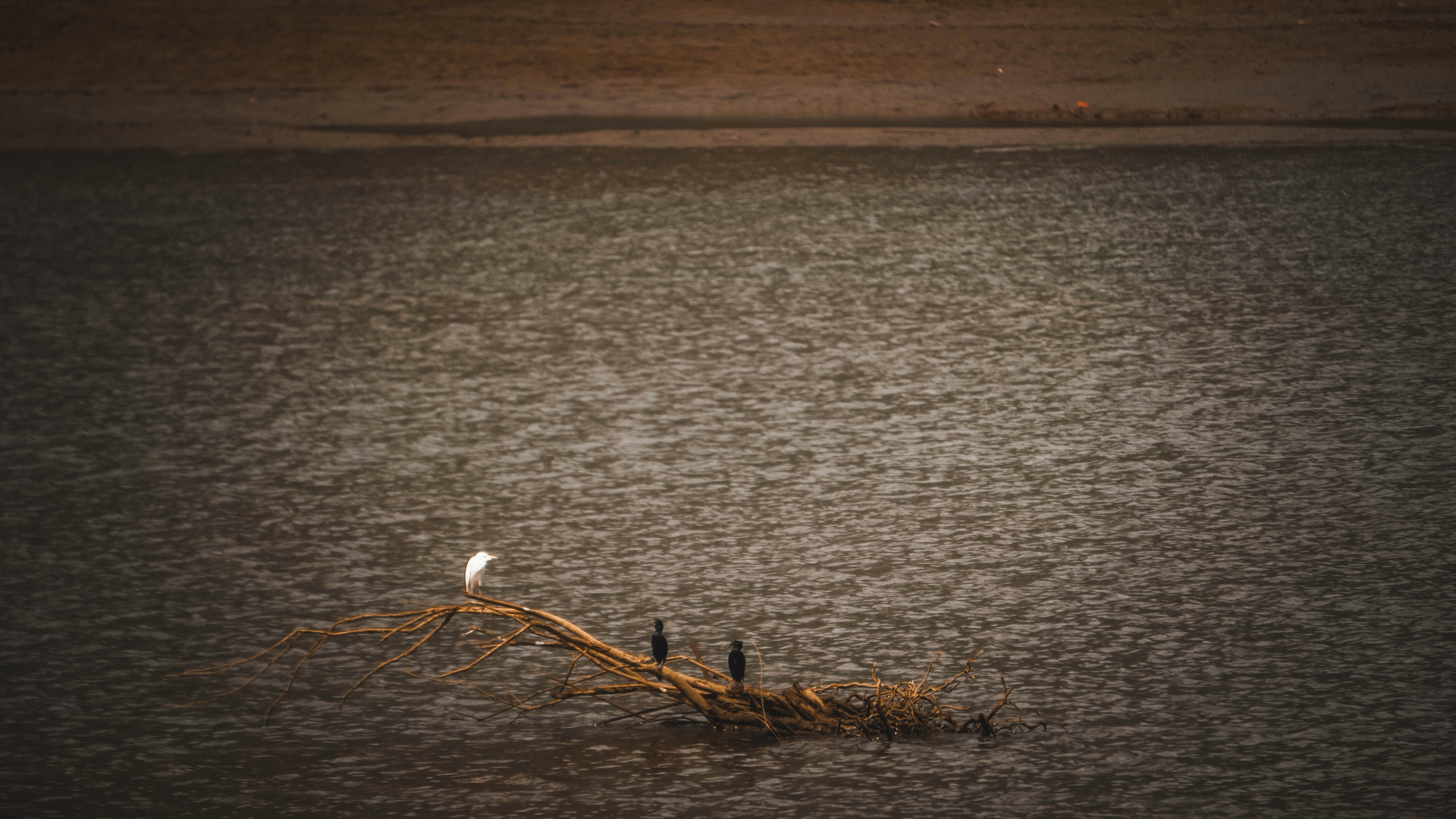 Three birds stand on a small island in water.