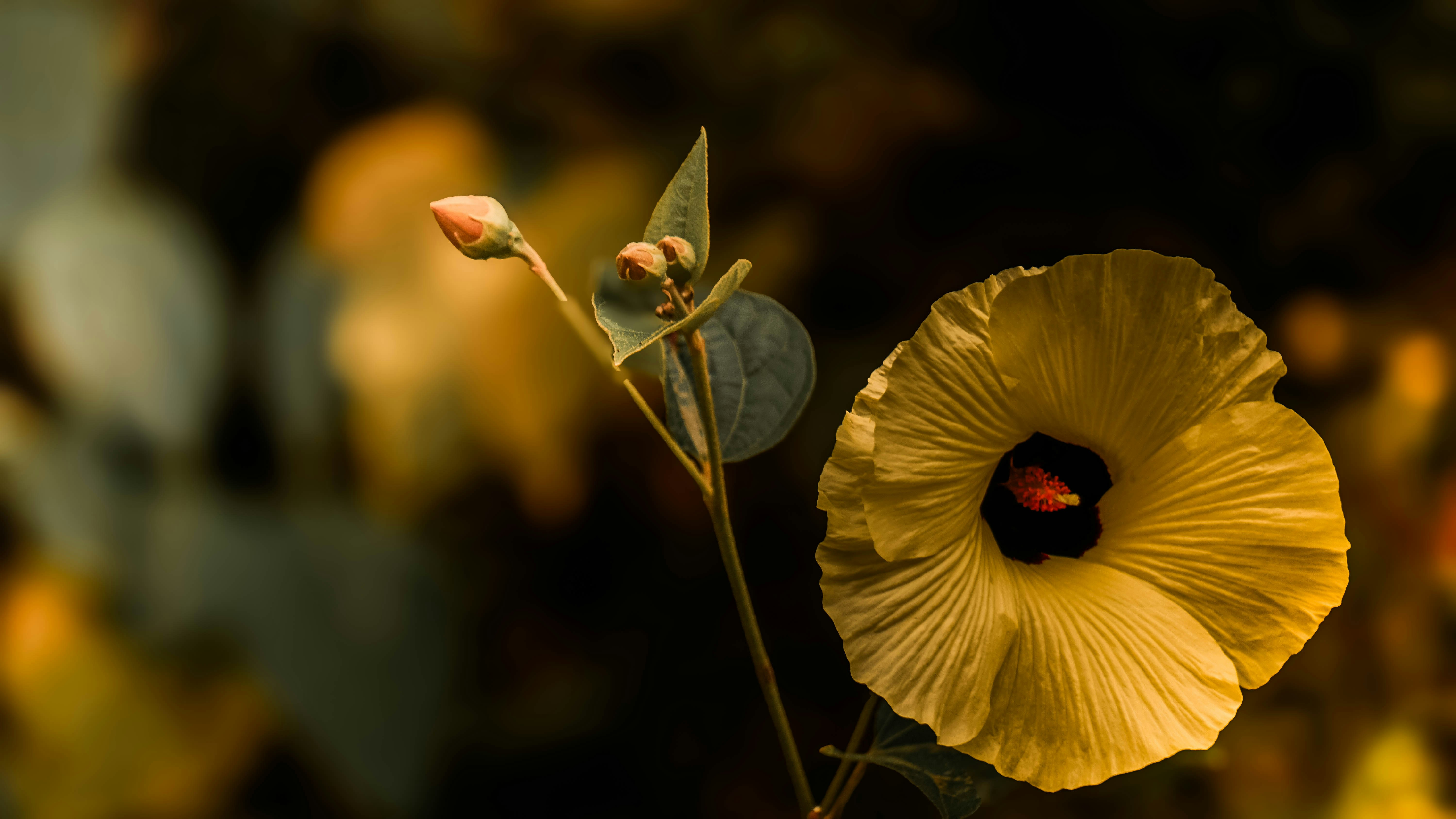 A yellow hibiscus flower with a bud.