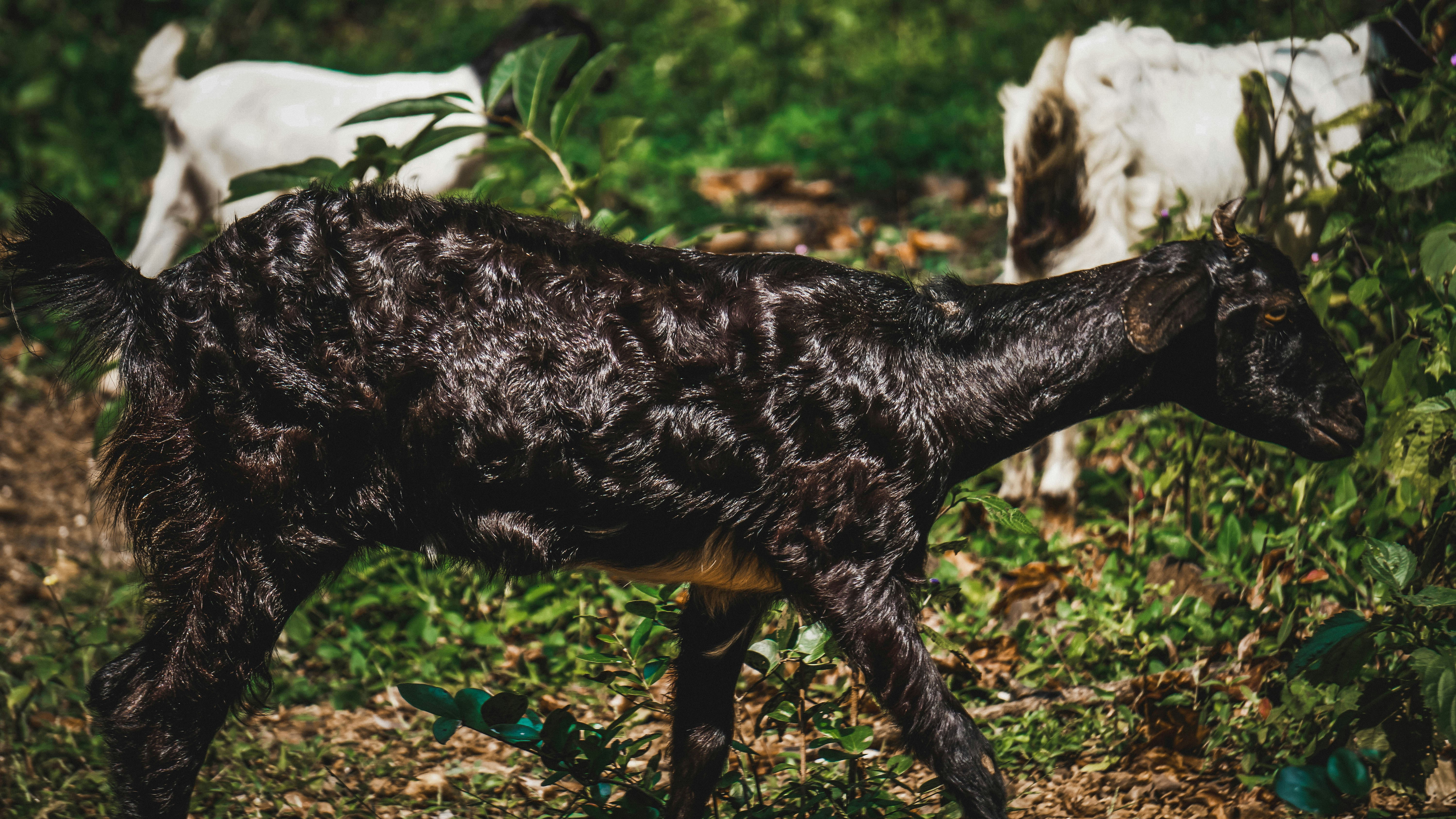 The Curious Kid: A Goat's Journey Through Nature